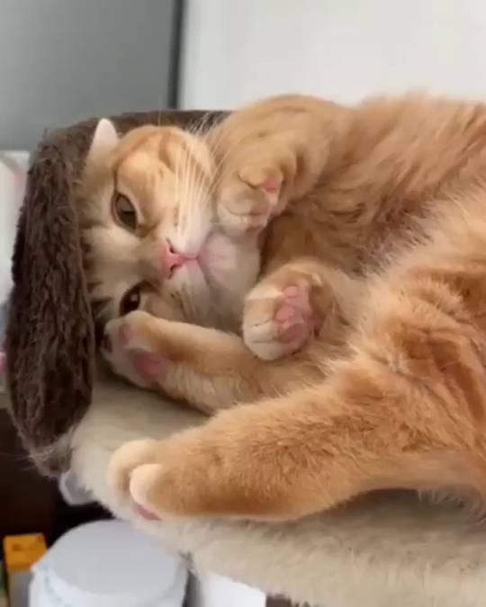 pink beans | Scrolller