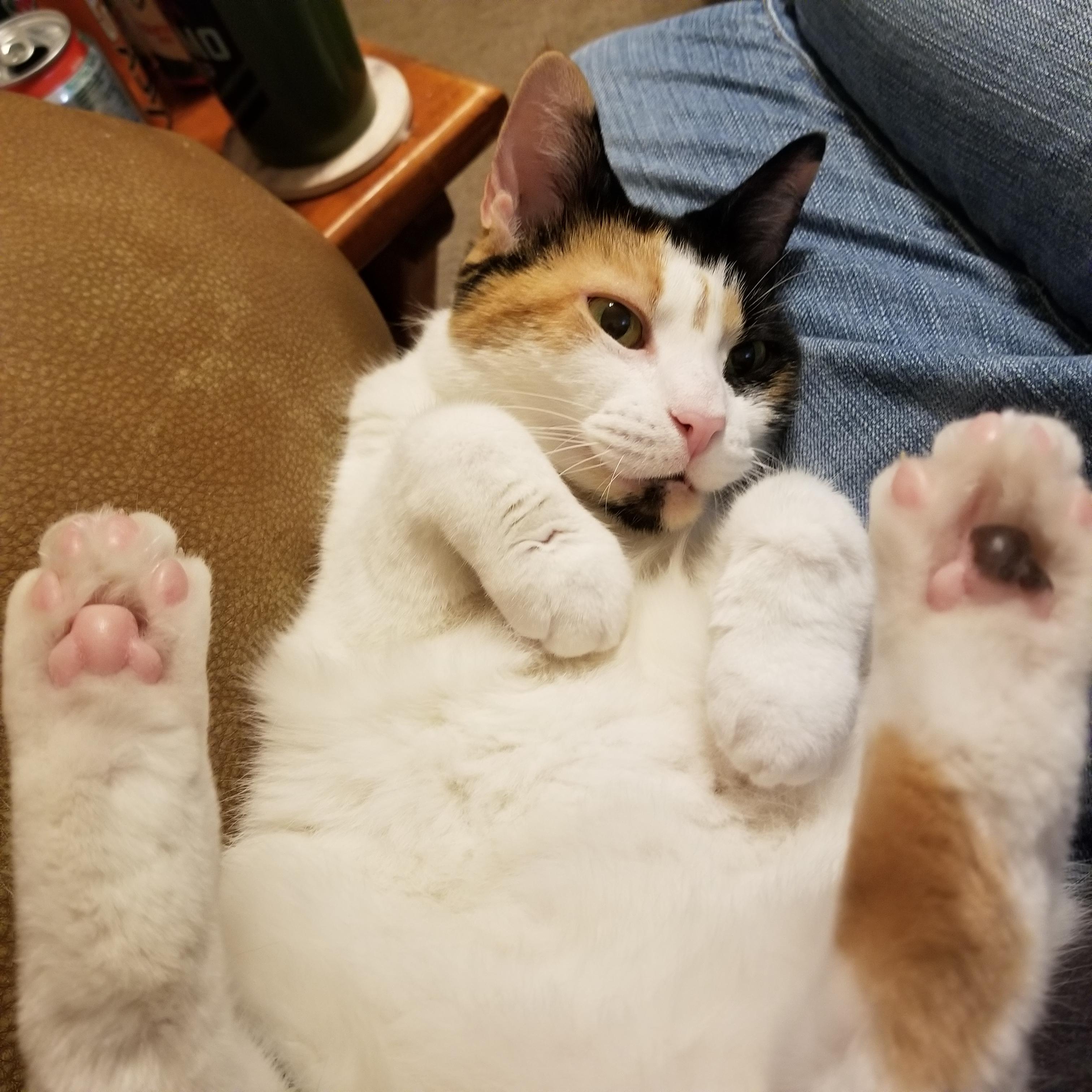 pink beans | Scrolller