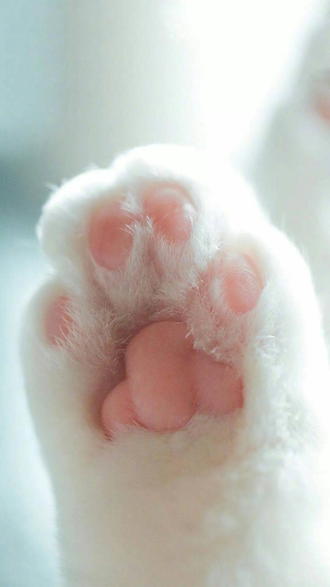 pink beans | Scrolller