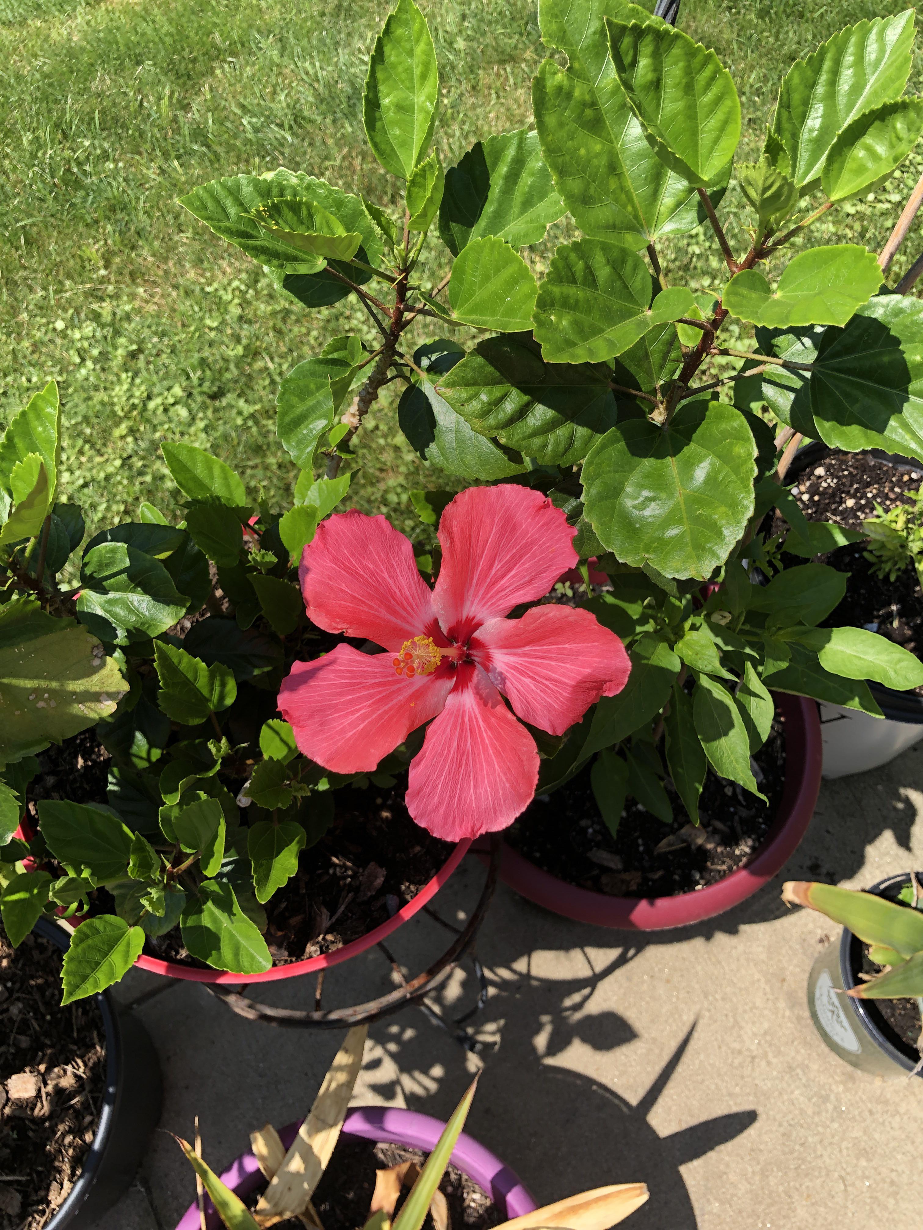 Pink hibiscus | Scrolller
