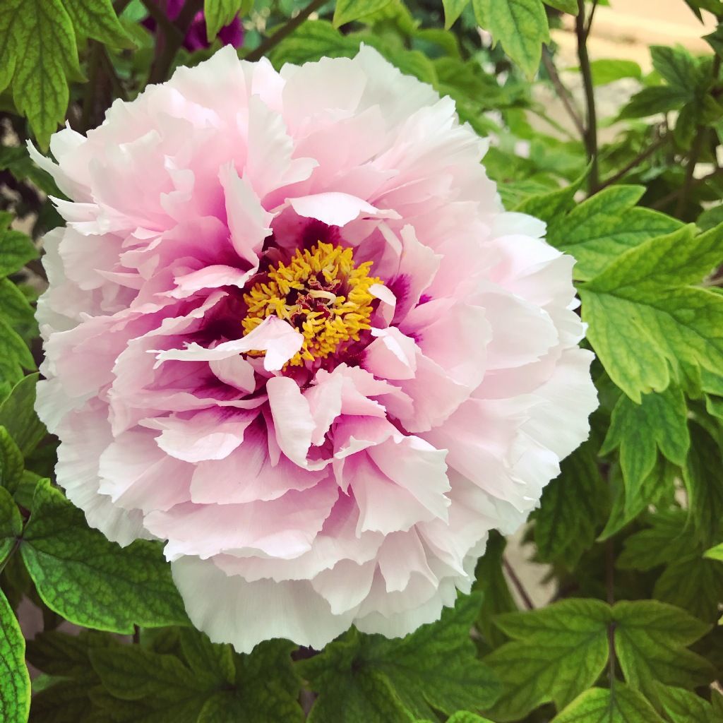 Pink peony | Scrolller
