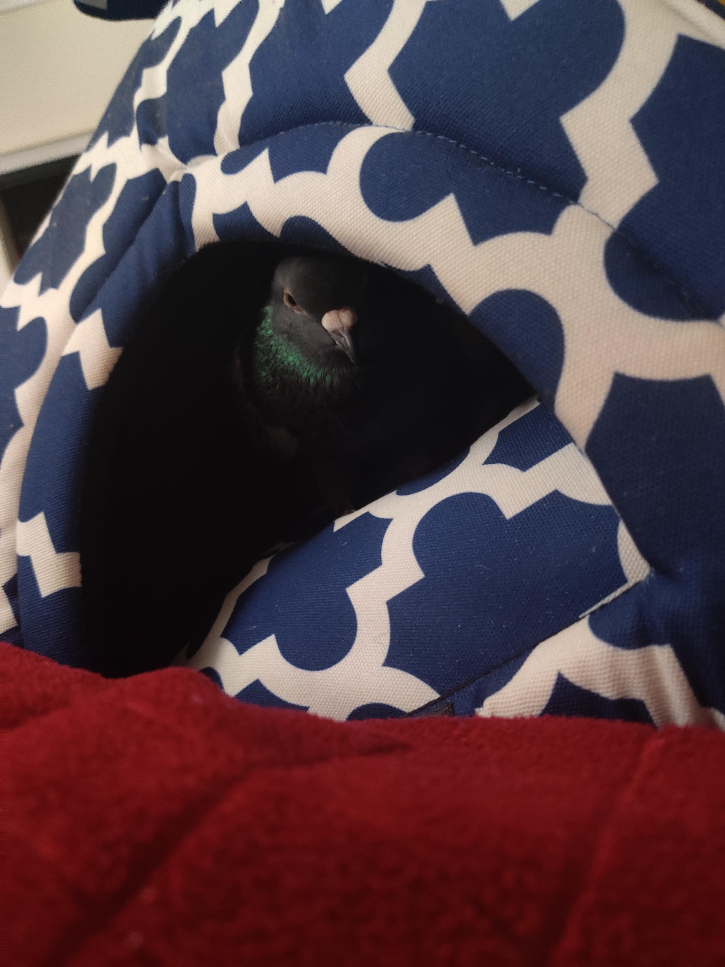 Pip in his man cave | Scrolller