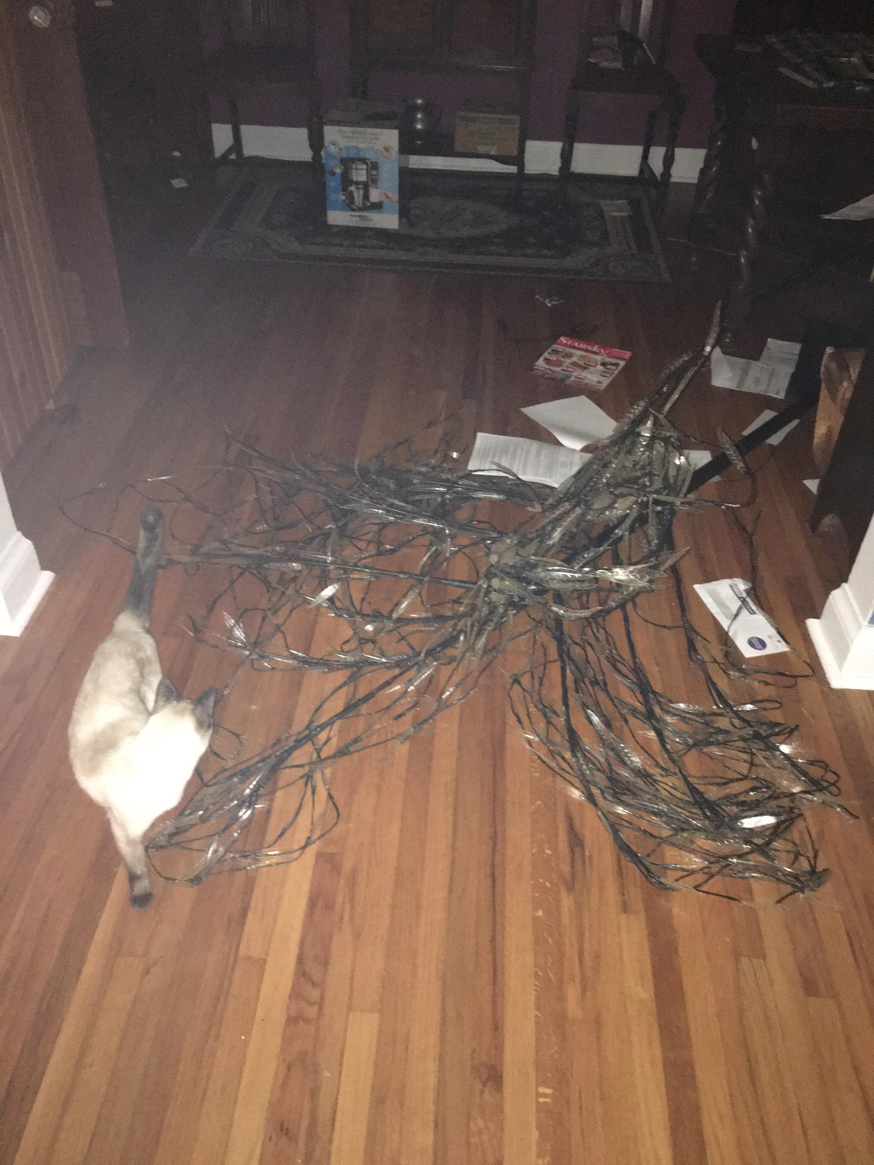 Pippin vs. indoor electric tree. Pips is enjoying her win. | Scrolller
