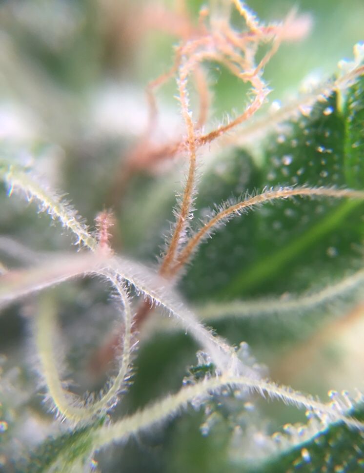 Pistils and trichome of the ever so popular Cannabis plant. | Scrolller