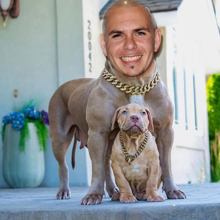 Pitbull | Scrolller