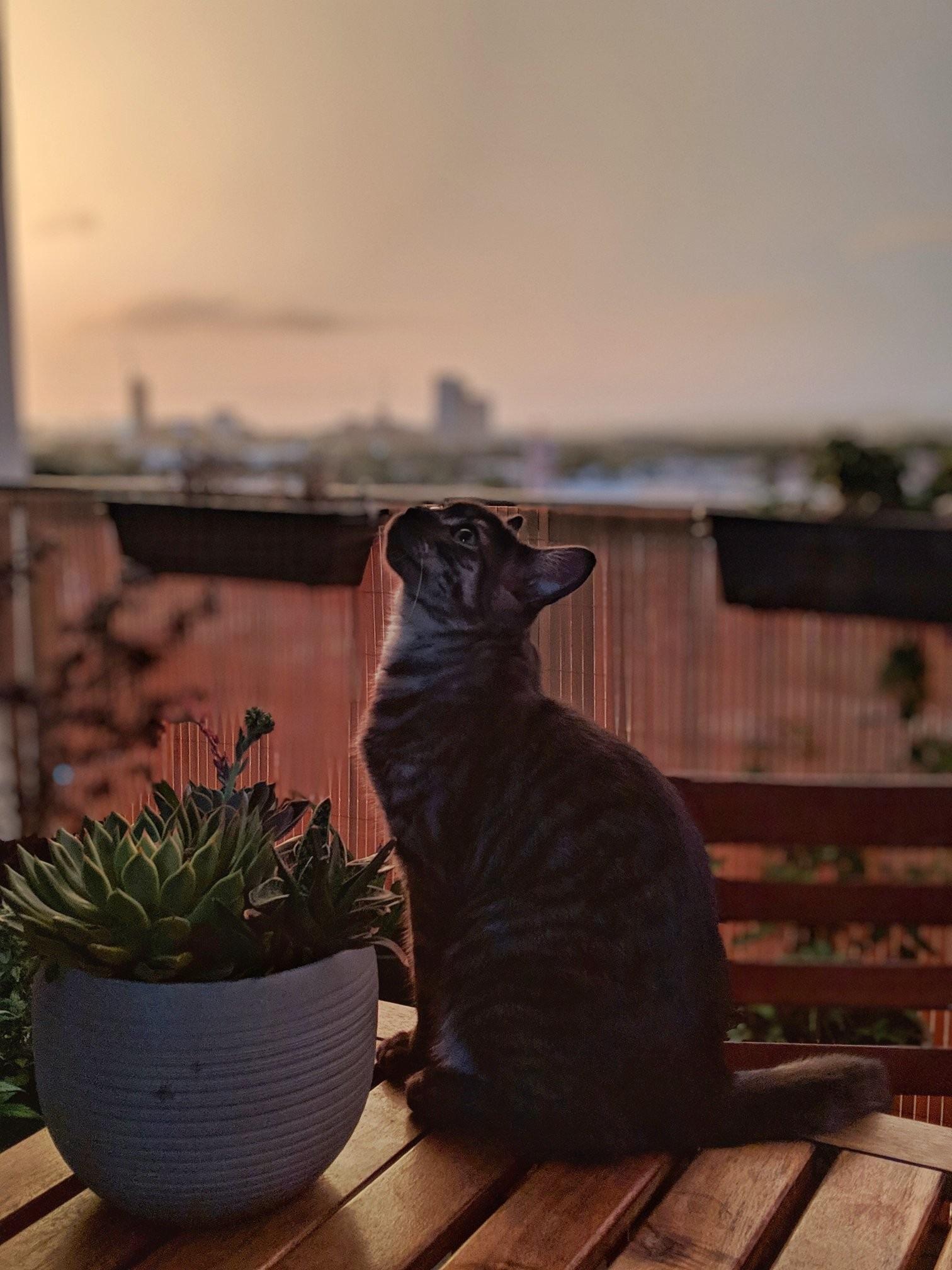 [Pixel 3] Ash at sunset [Snapseed] | Scrolller