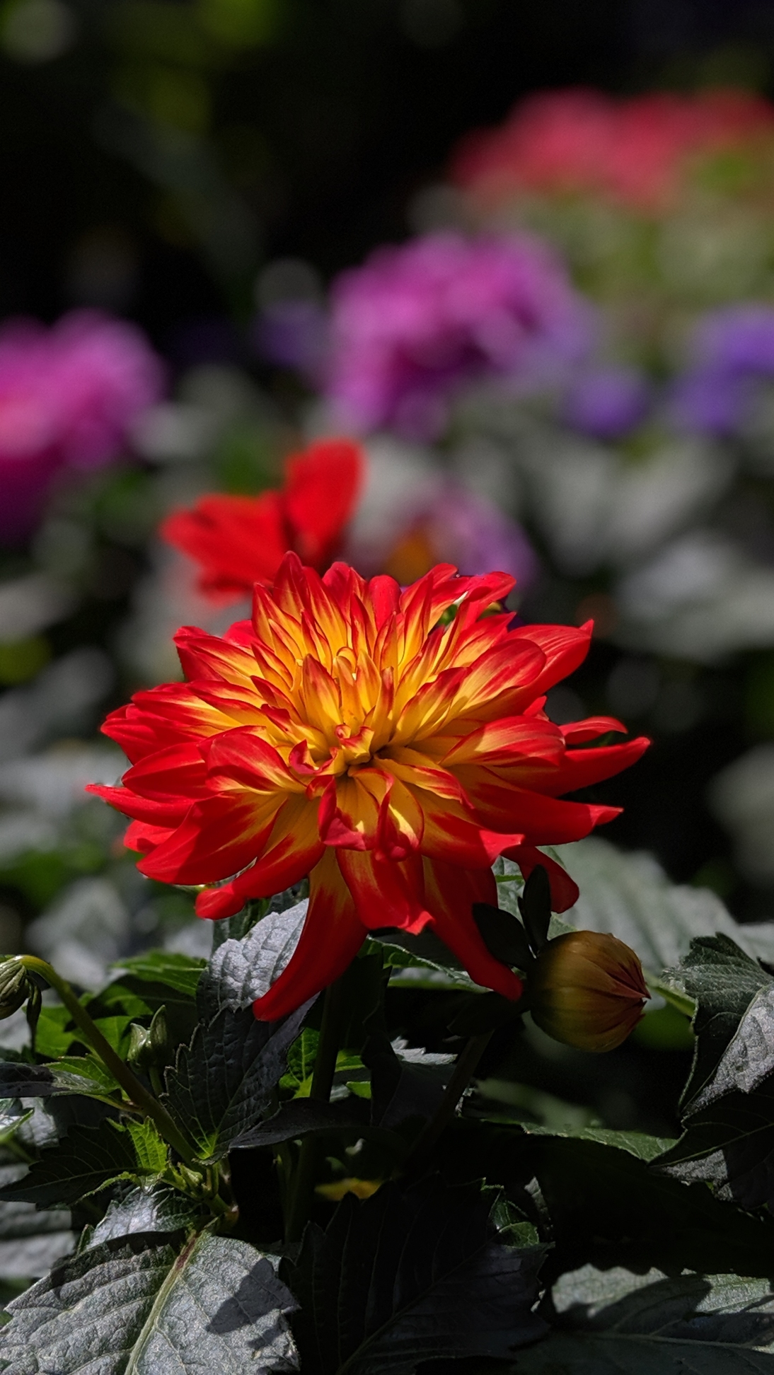 Pixel 3a, no filter, Portrait mode. | Scrolller