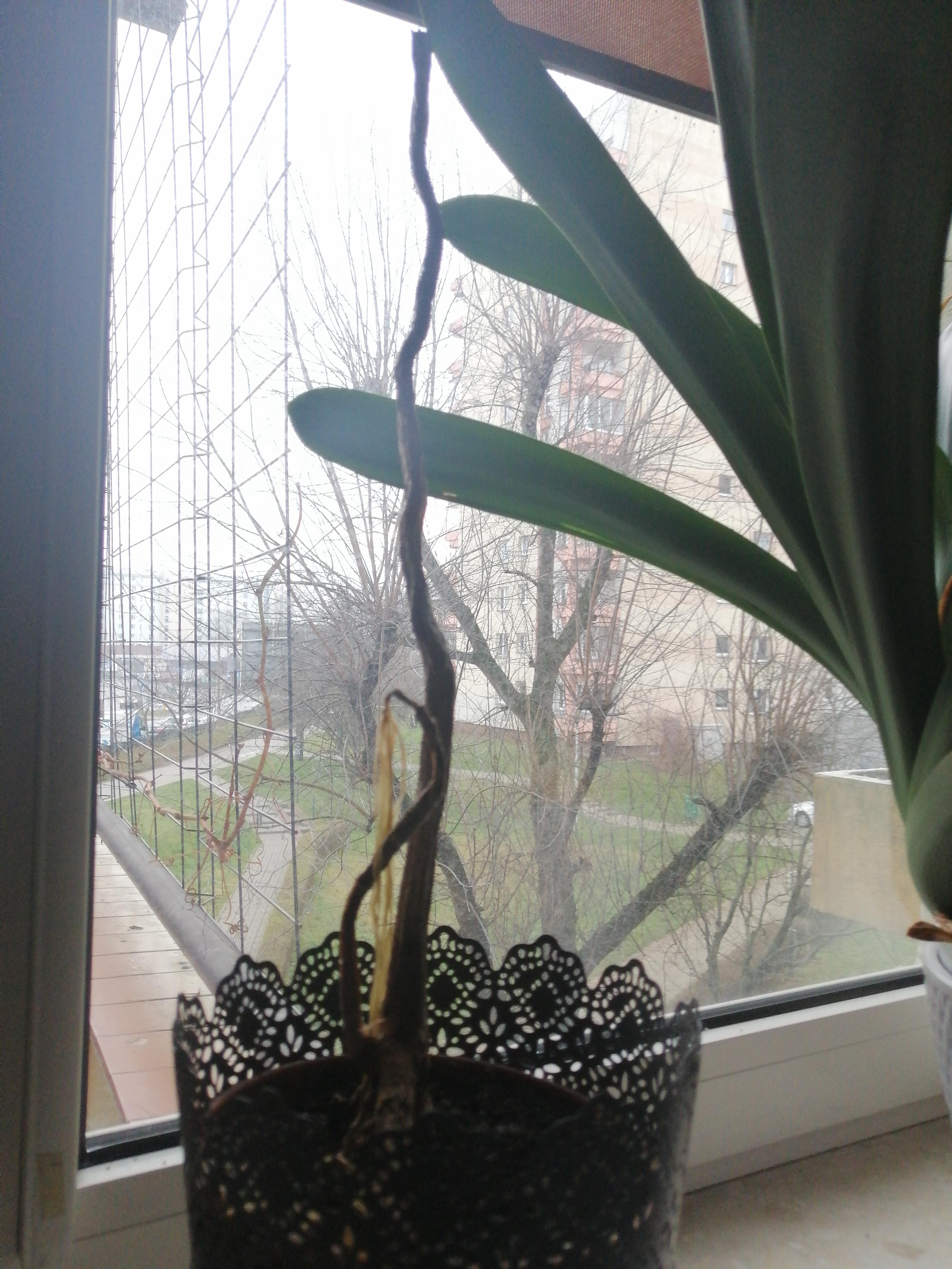 Plant 3 The Morning Wood Scrolller 9712