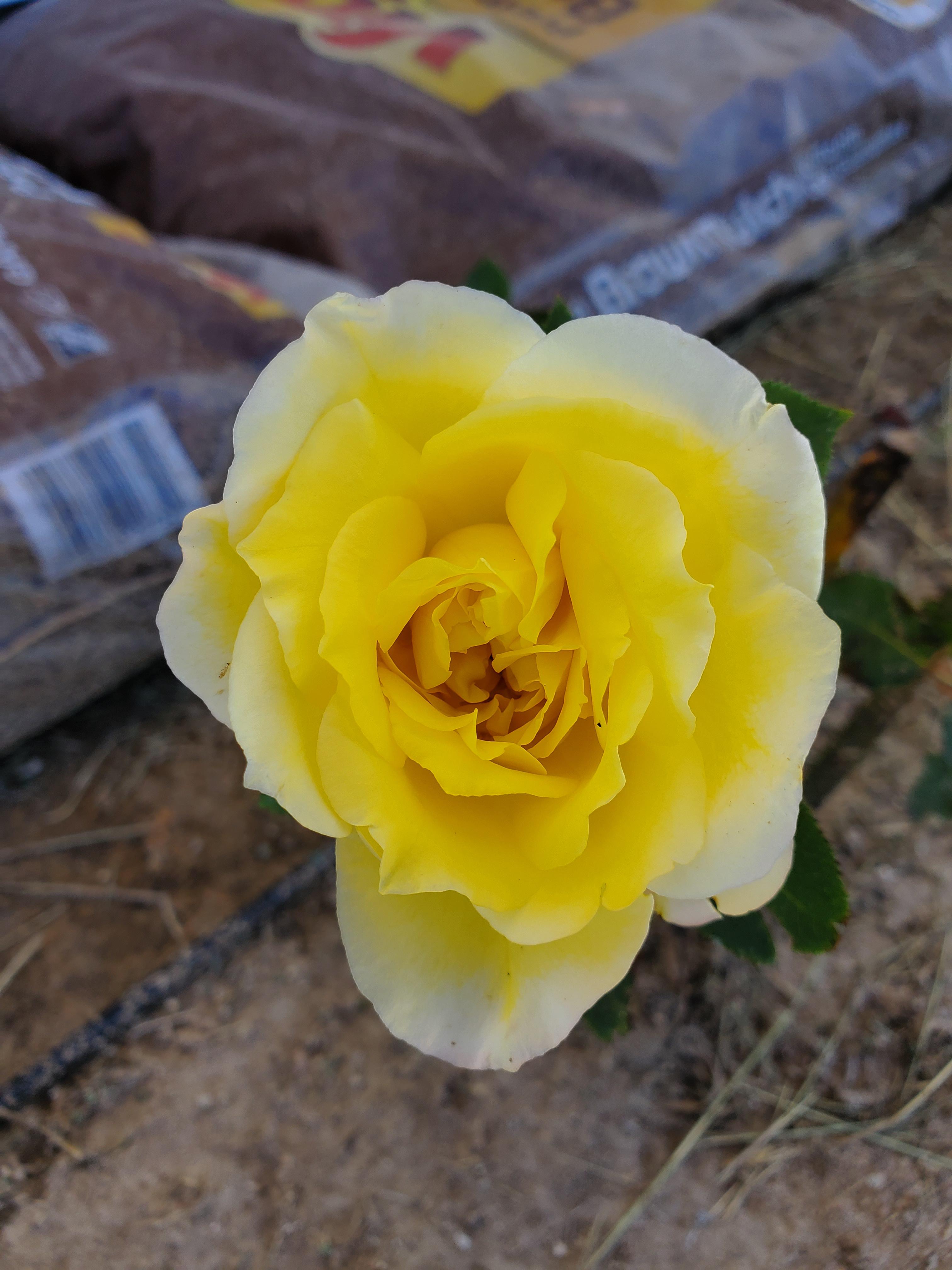 Planted 30 roses in a hedge. First bloom! | Scrolller