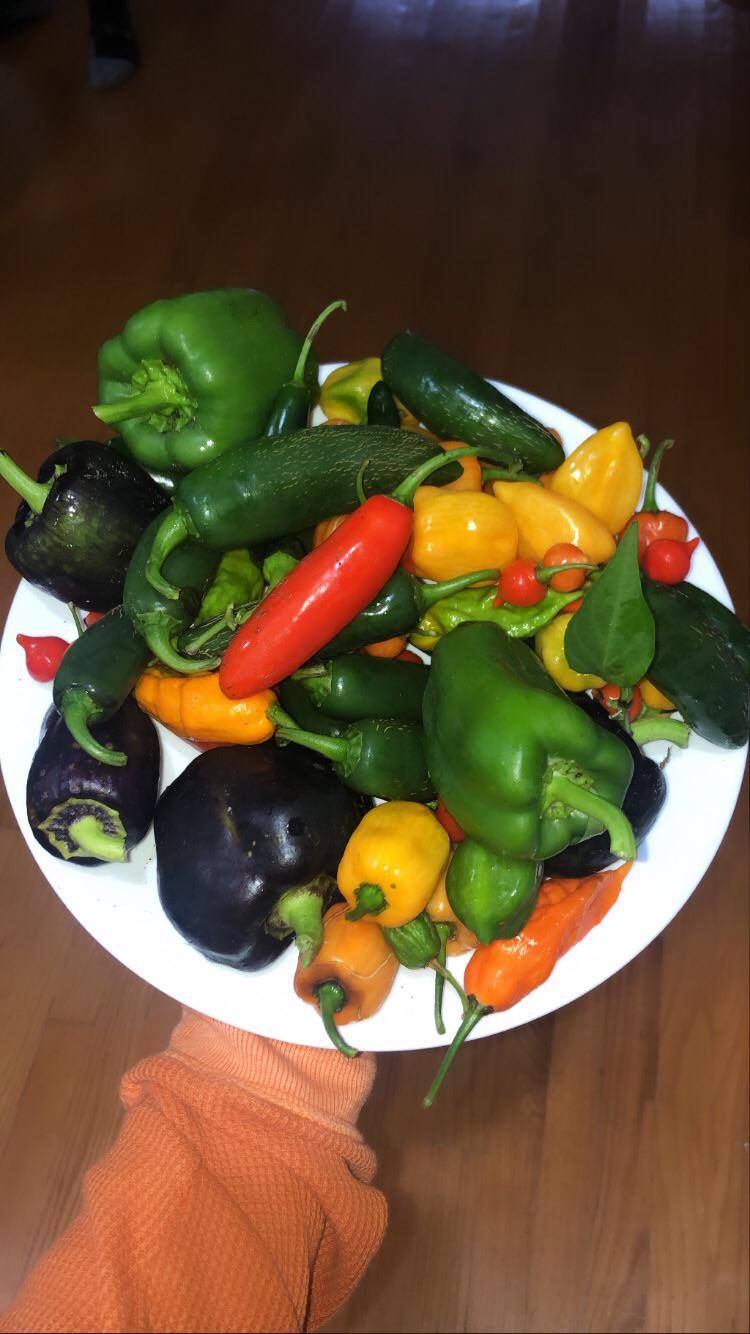Plate full of peppers picked from my dad’s garden! Green, purple bell, serrano, habanero ...