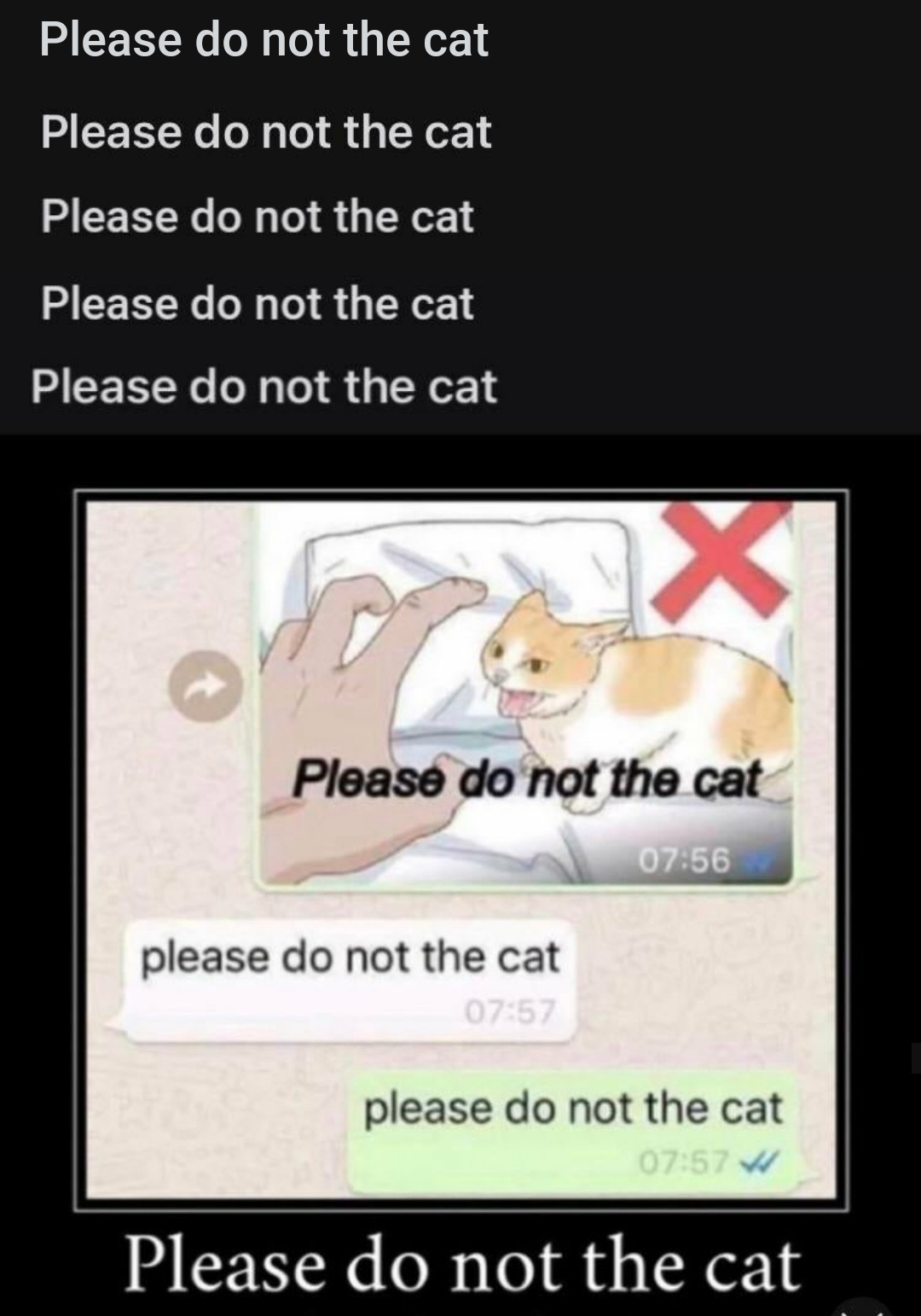 Please do not the cat | Scrolller