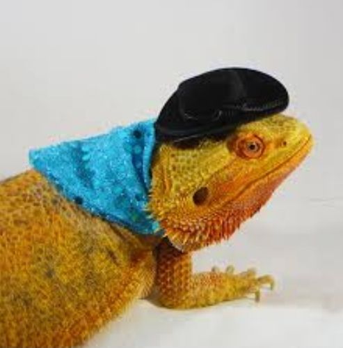 Please enjoy this fancy fellow and his hat | Scrolller