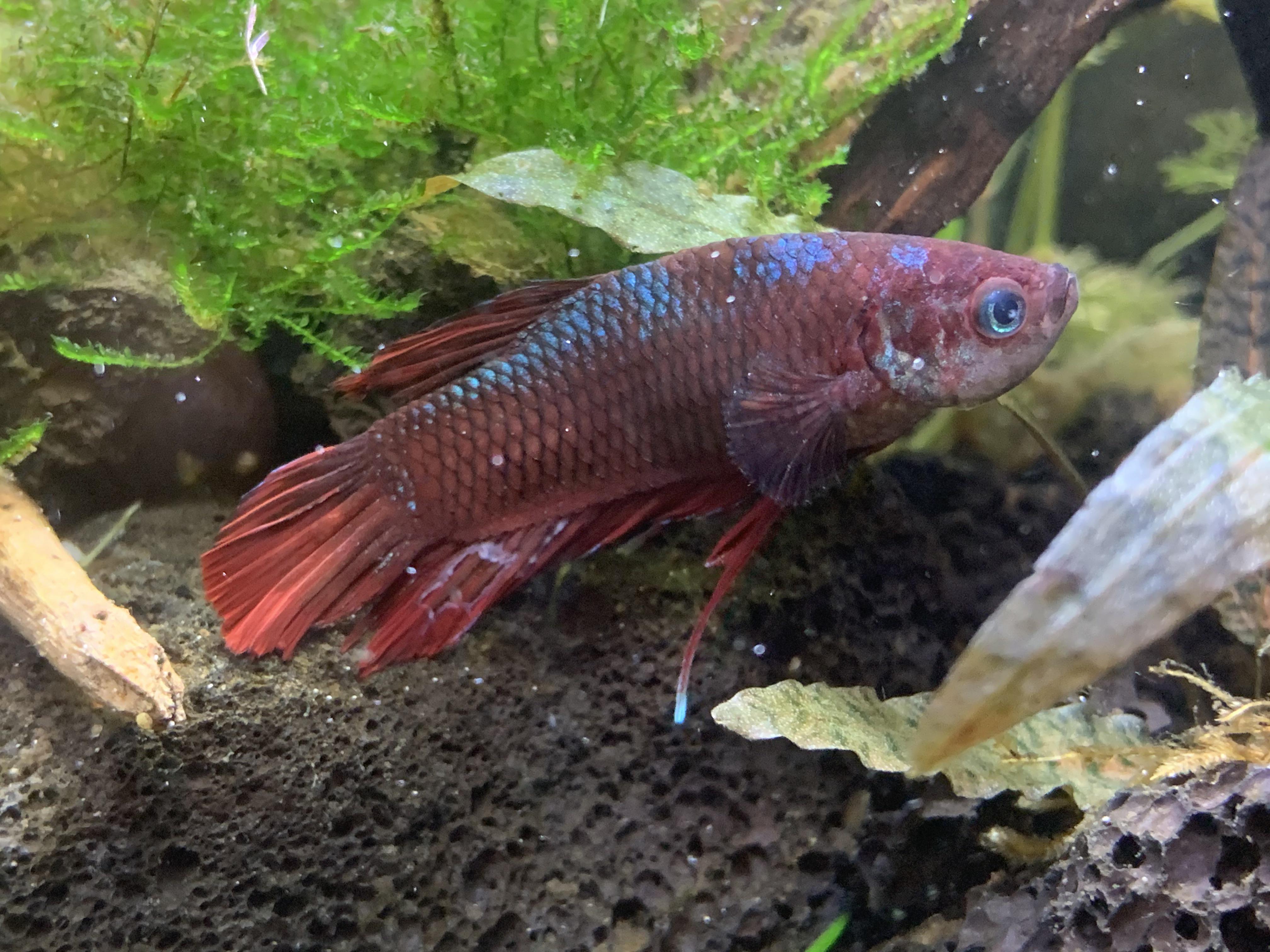 Please help! Fin rot? (Info in comments) | Scrolller