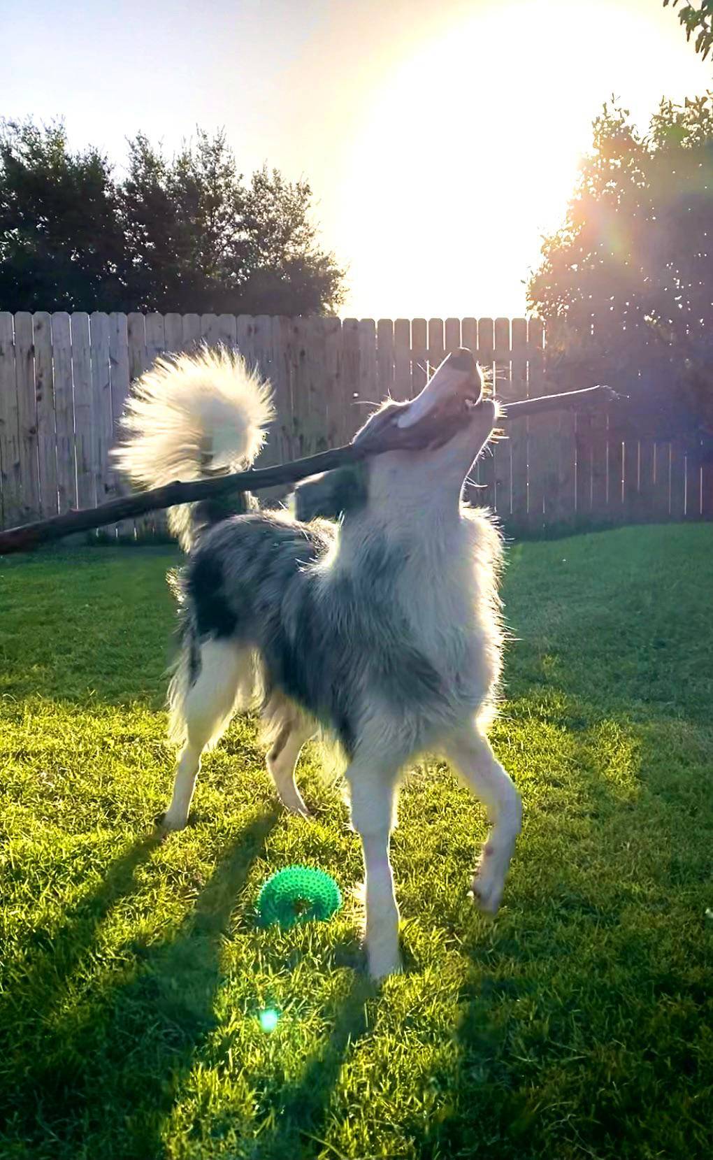 Please meet Miss Nova, your new branch manager | Scrolller