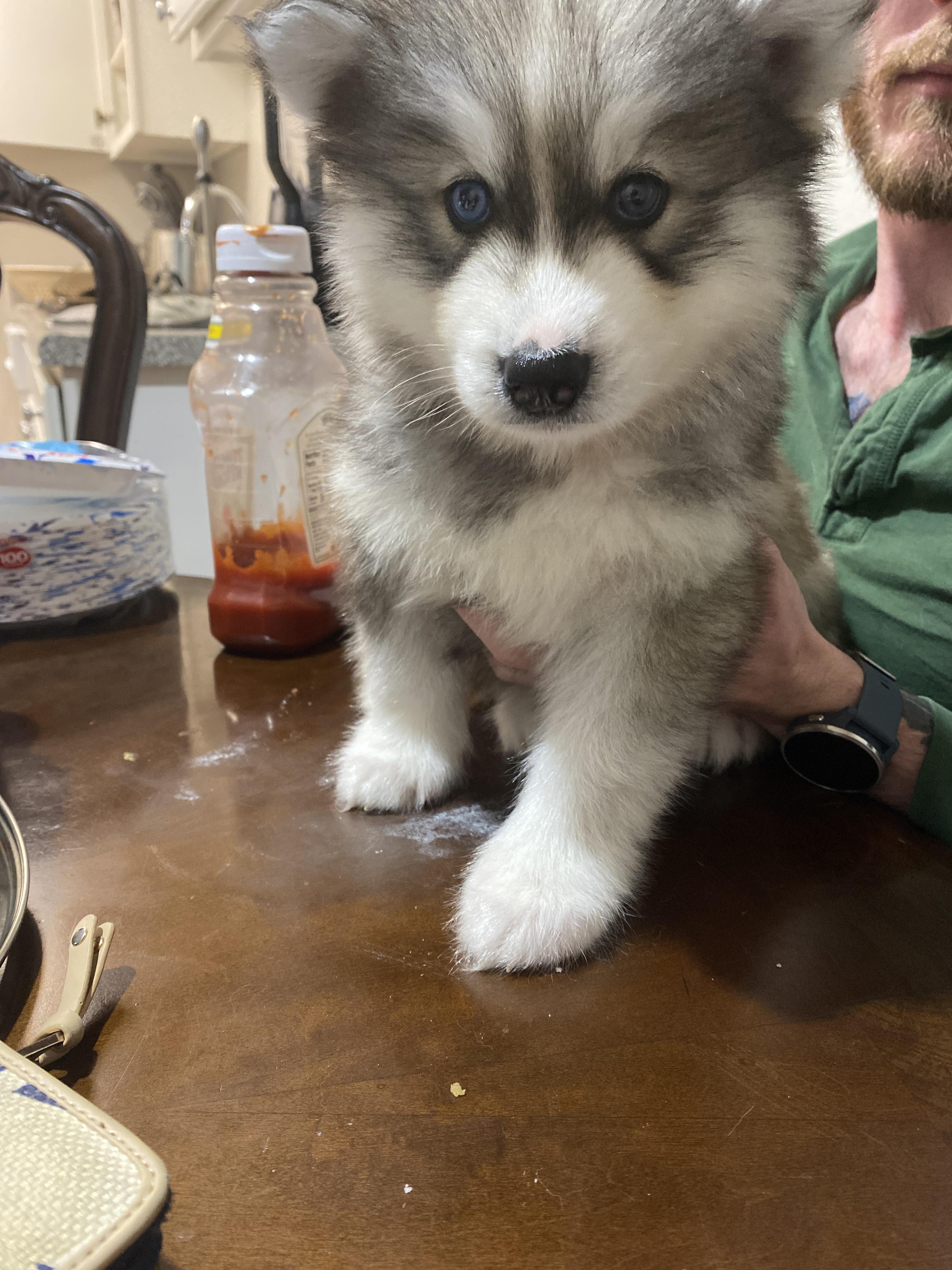 Please meet Ronan (aka Roni Pupproni) | Scrolller