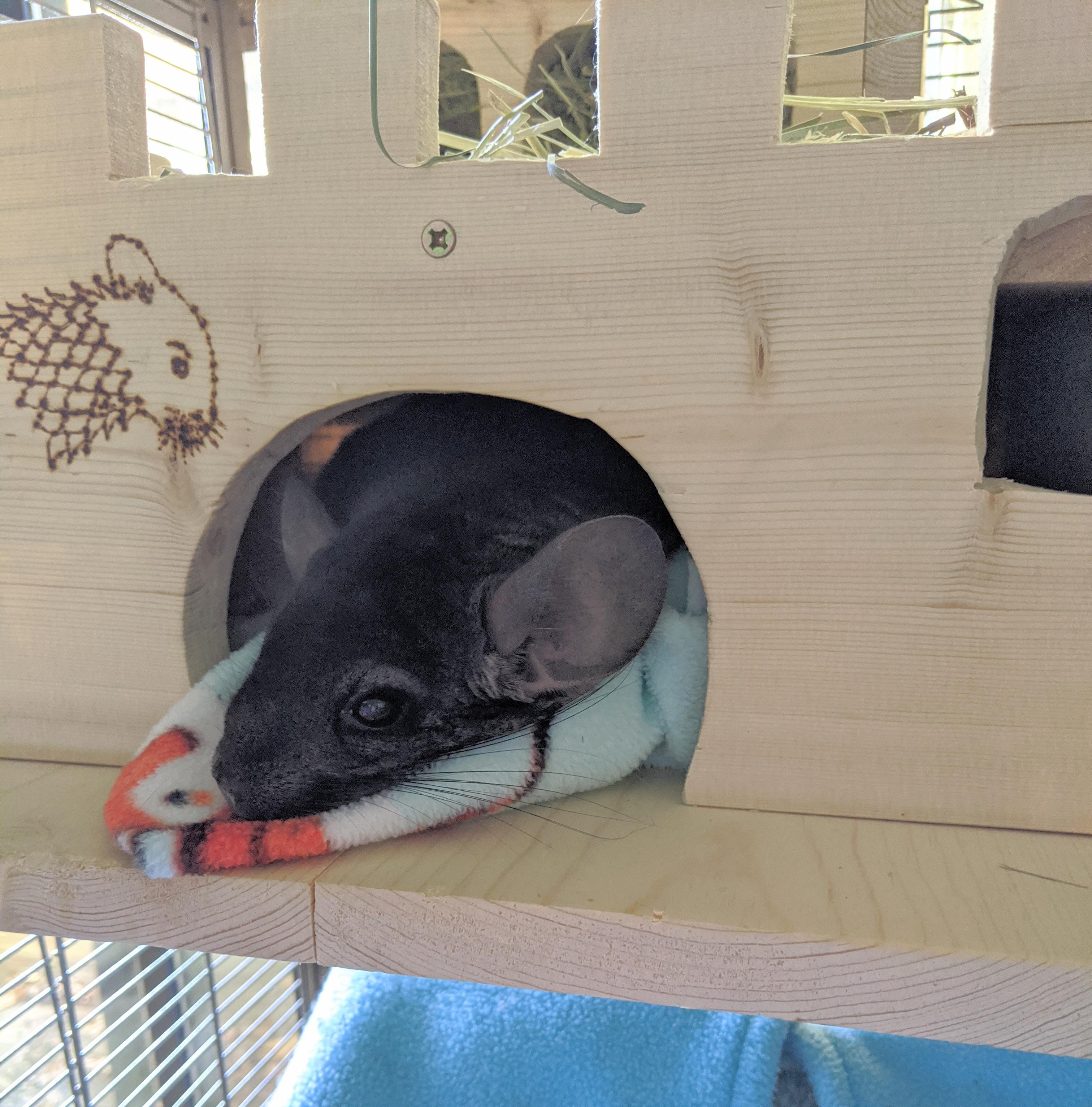 Please observe this sleepy mouse | Scrolller