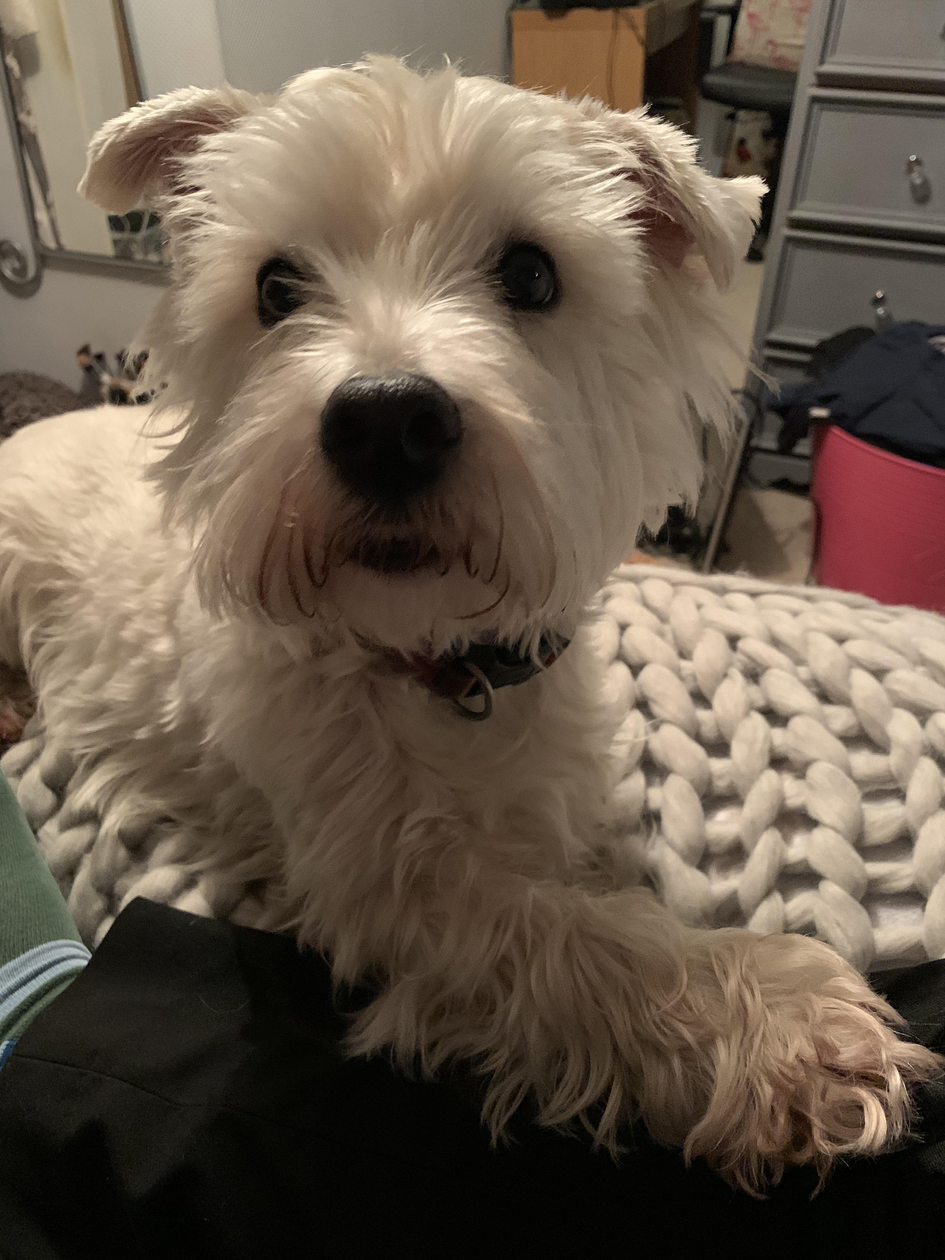 Please sir can I have some cuddles? | Scrolller