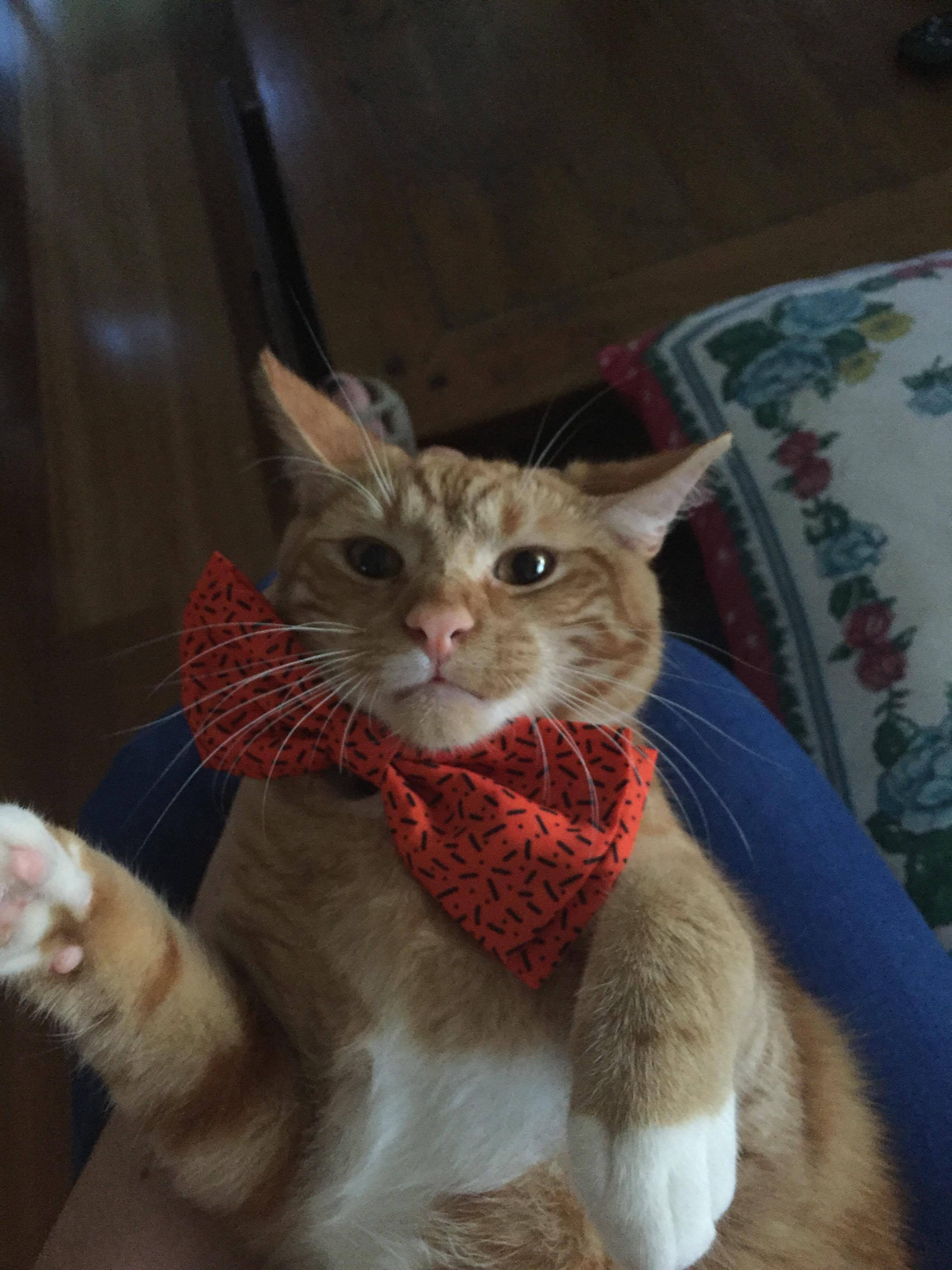 Please unhand me human | Scrolller