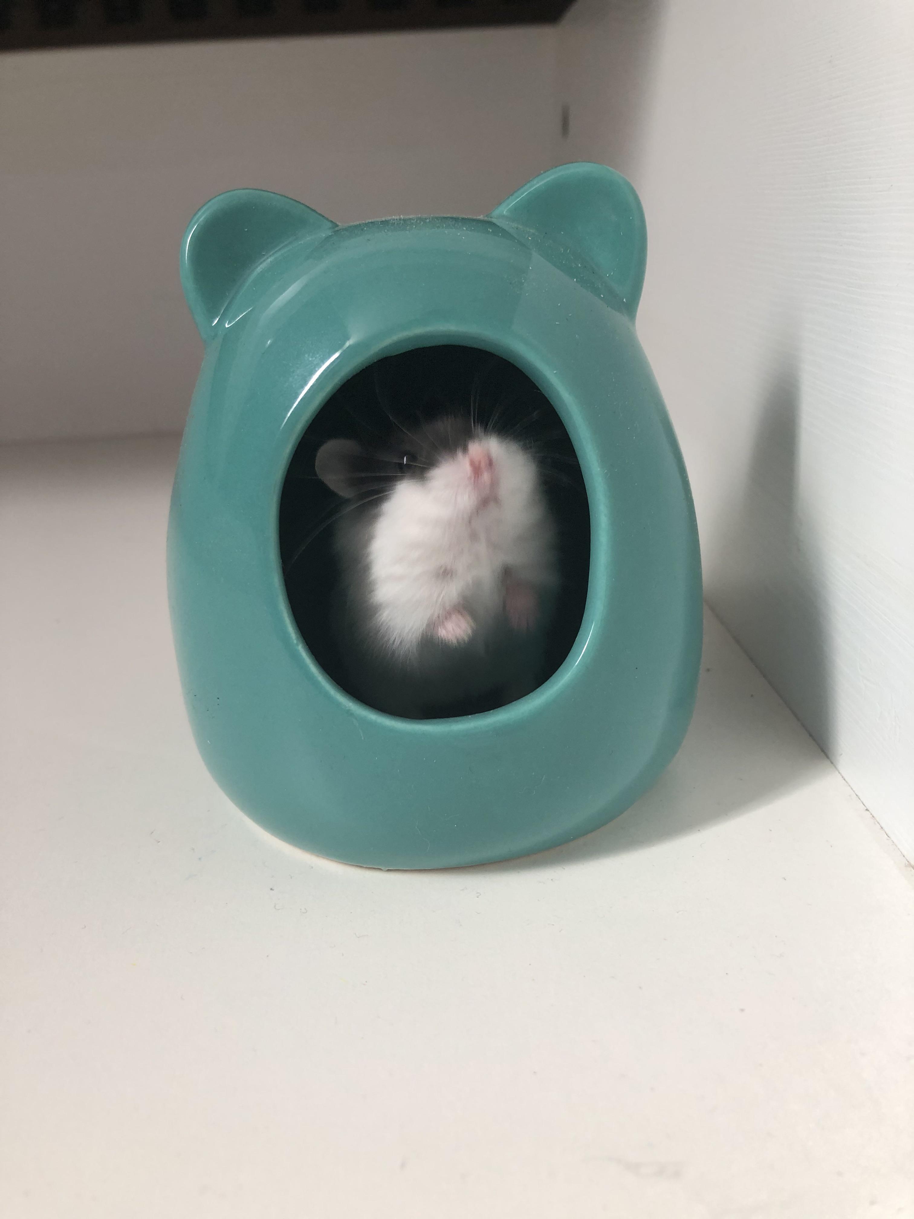 Please welcome: Mobi! He has black spots on his back like a lil’ cow | Scrolller