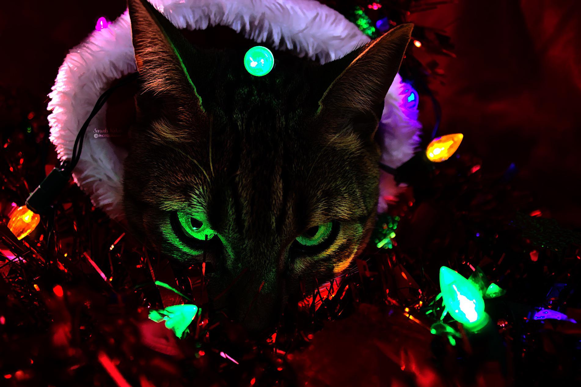 Plotting world domination | Scrolller