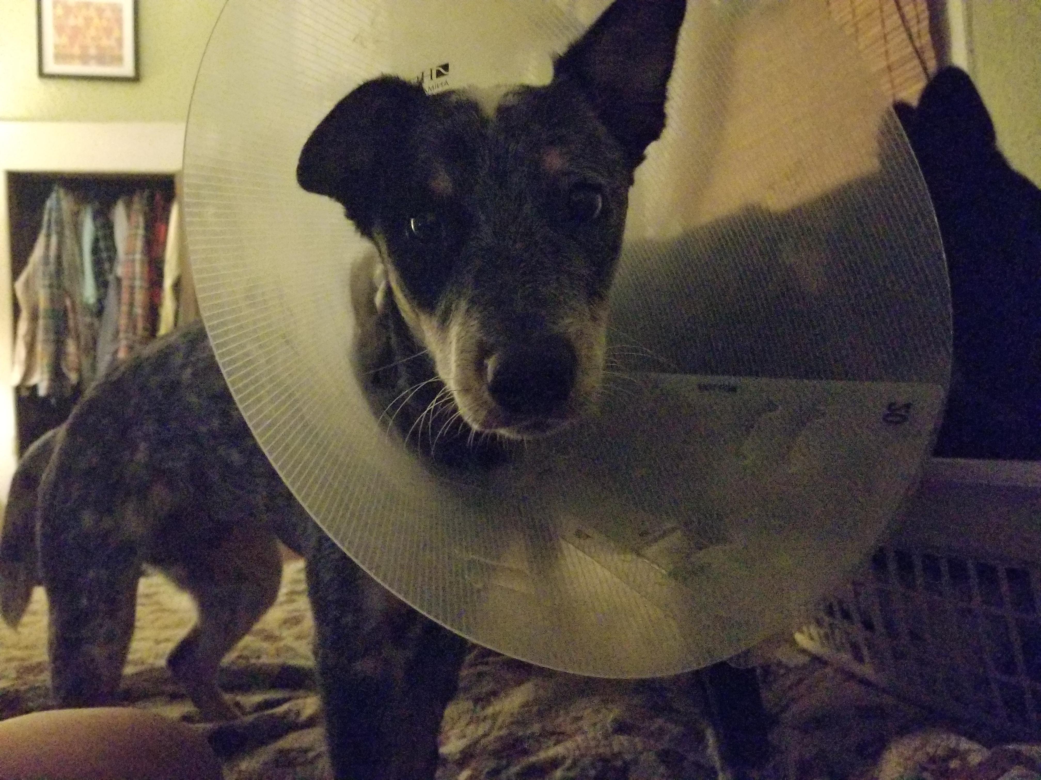 Pls rate mr. conehead | Scrolller