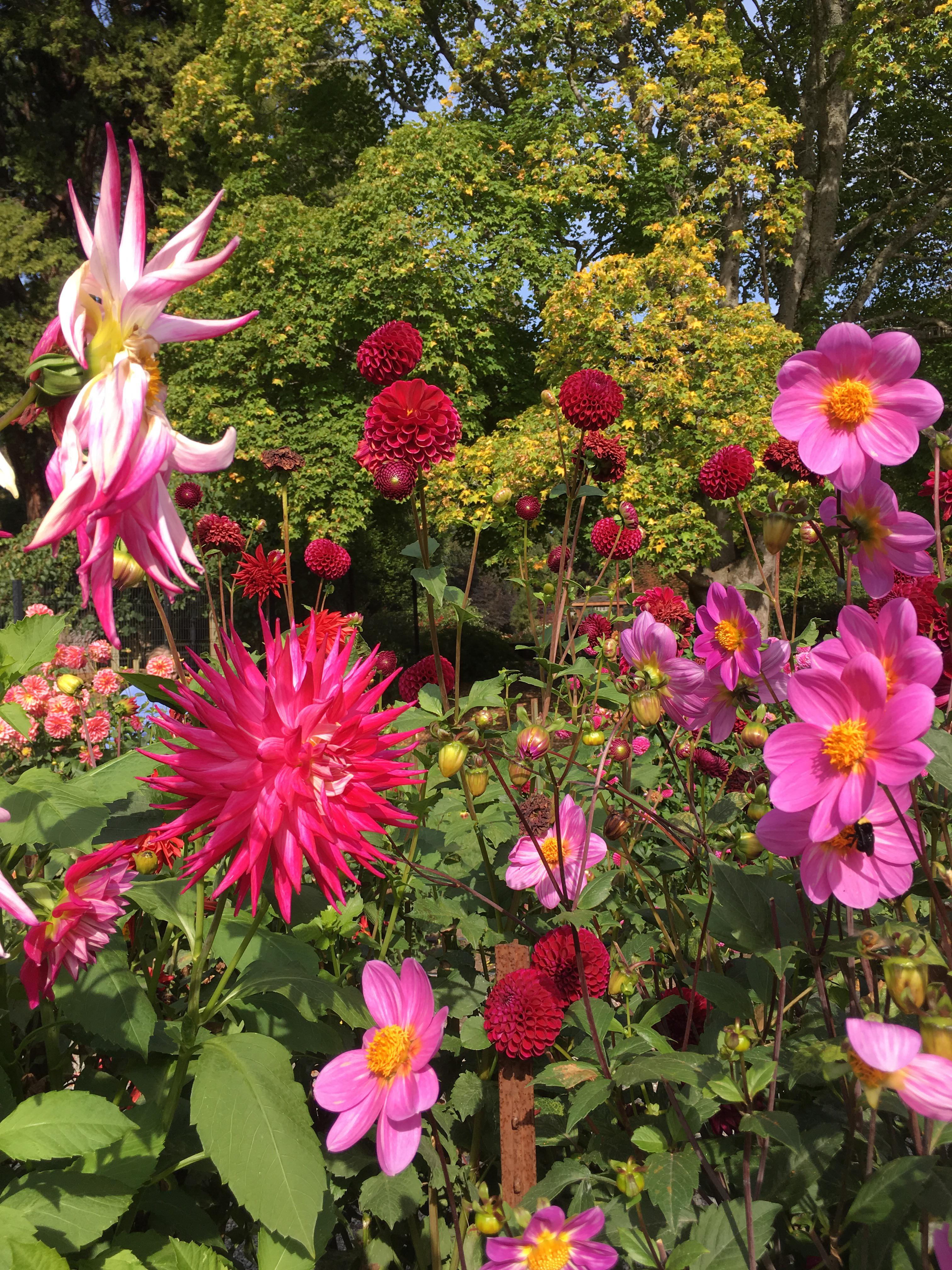point defiance dahlia garden - still blooming like mad | Scrolller