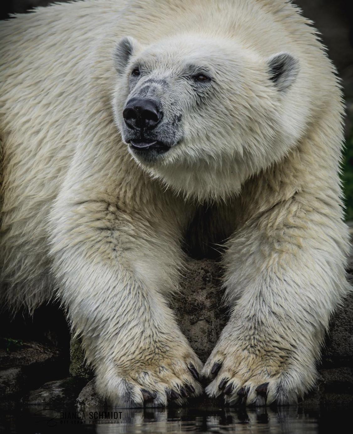 Polar Bear Blep | Scrolller