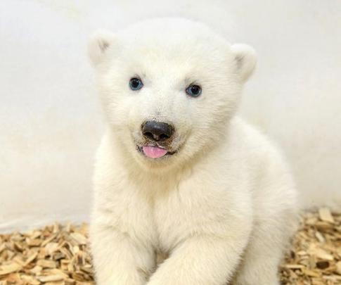 Polar bear blup | Scrolller