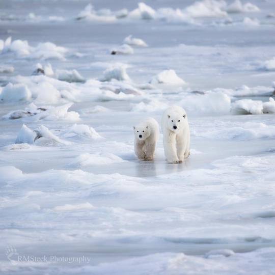 Polar bear cub and its mom on the ice | Scrolller