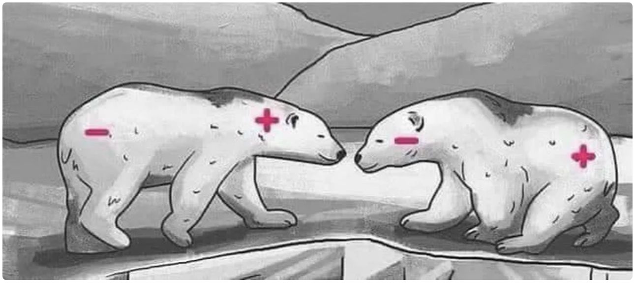 Polar bears | Scrolller