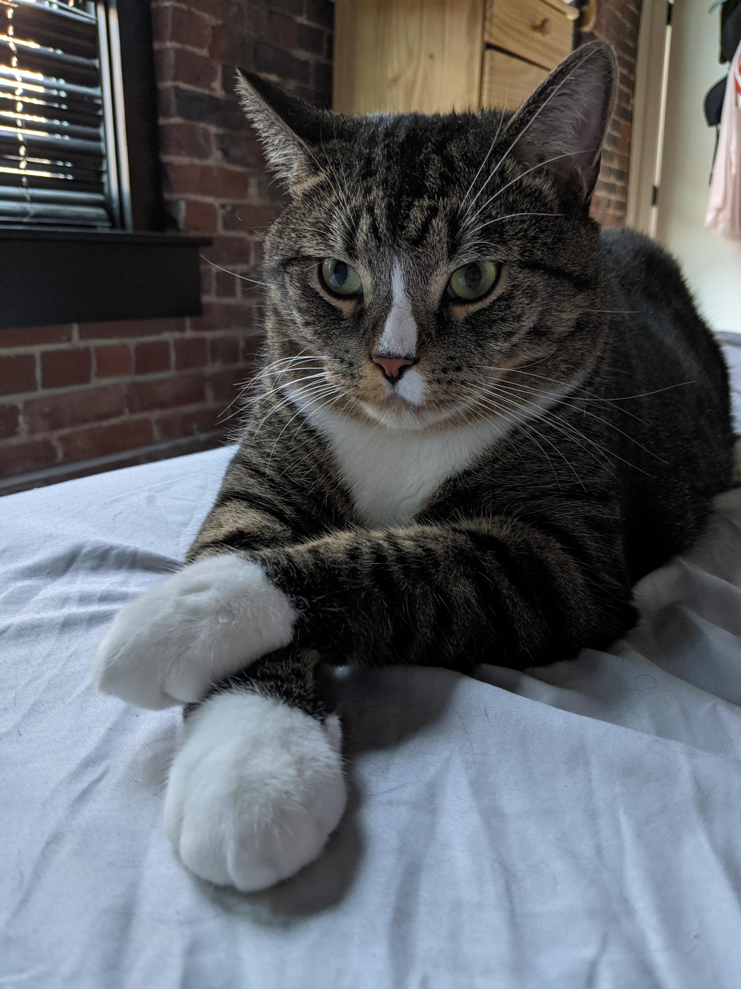 Polite Boy | Scrolller