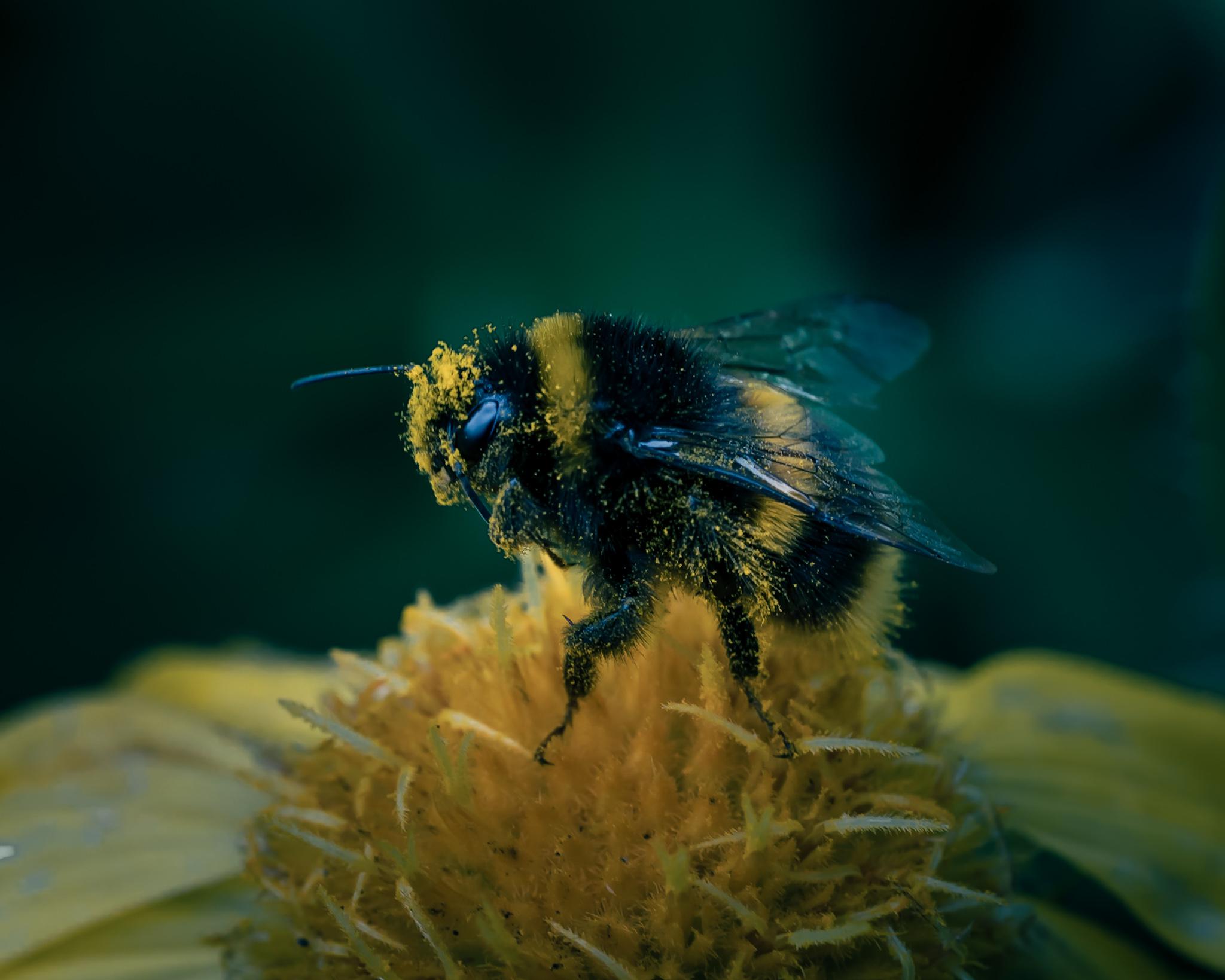 Pollen Party | Scrolller