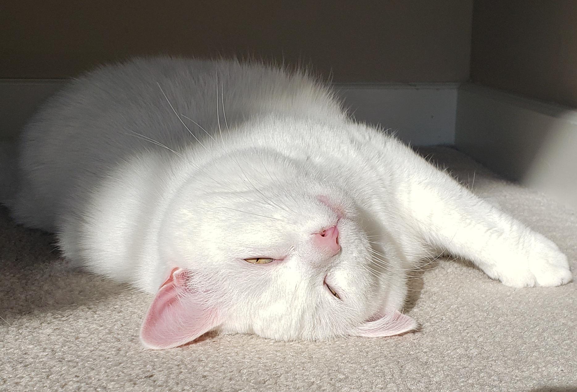 Polly Ptuesday! | Scrolller