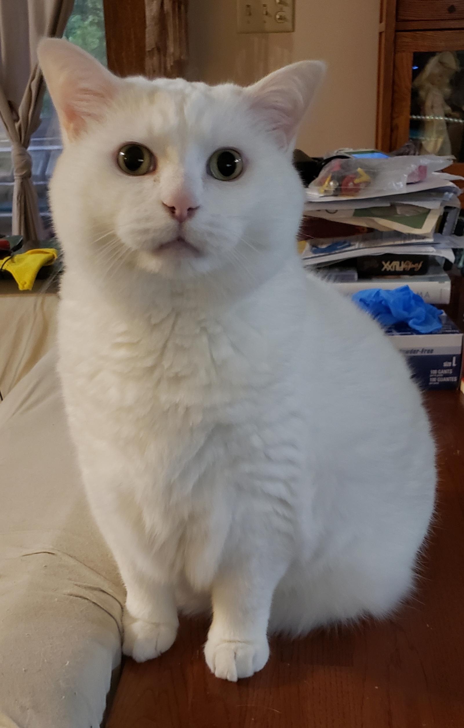 Polly Ptuesday Scrolller