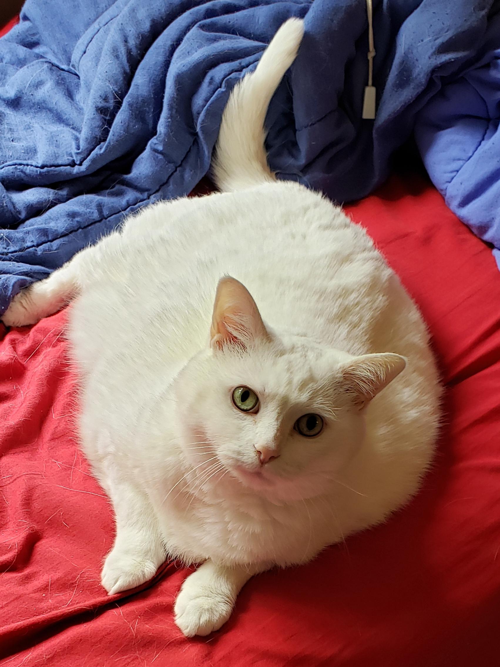 Polly Ptuesday Scrolller
