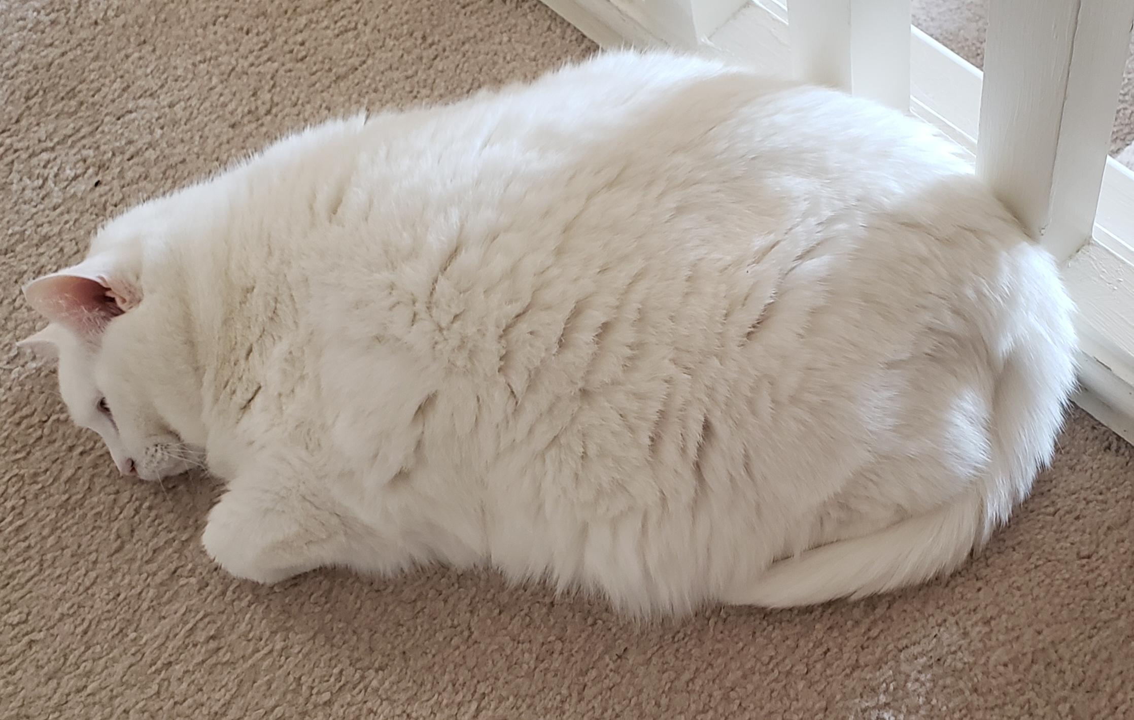 Polly Ptuesday Scrolller