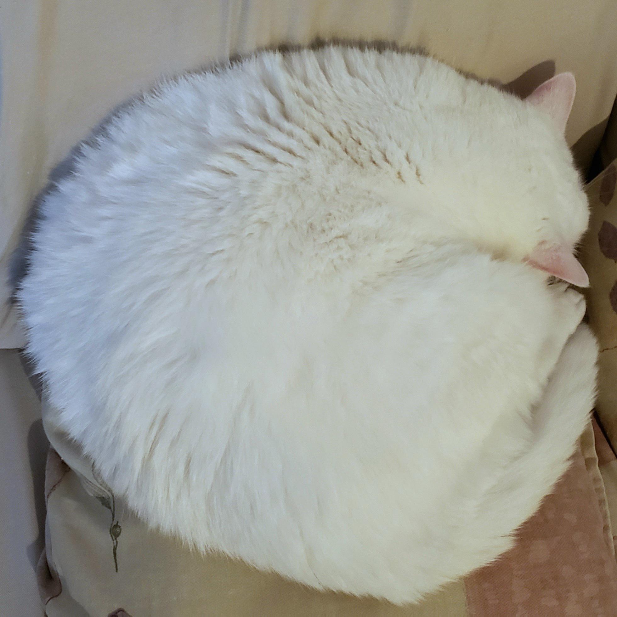 Polly Ptuesday Scrolller