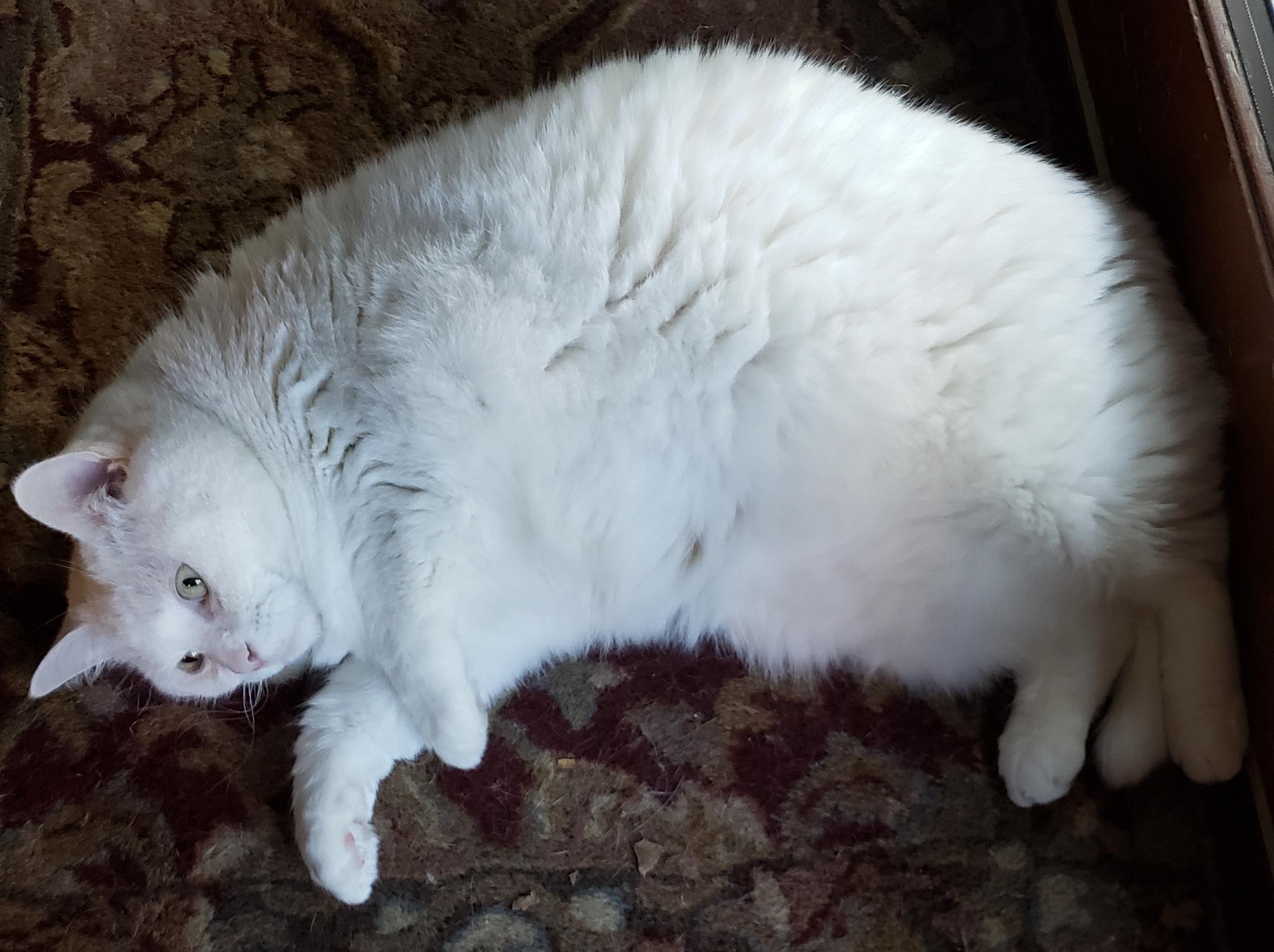 Polly Ptuesday Scrolller