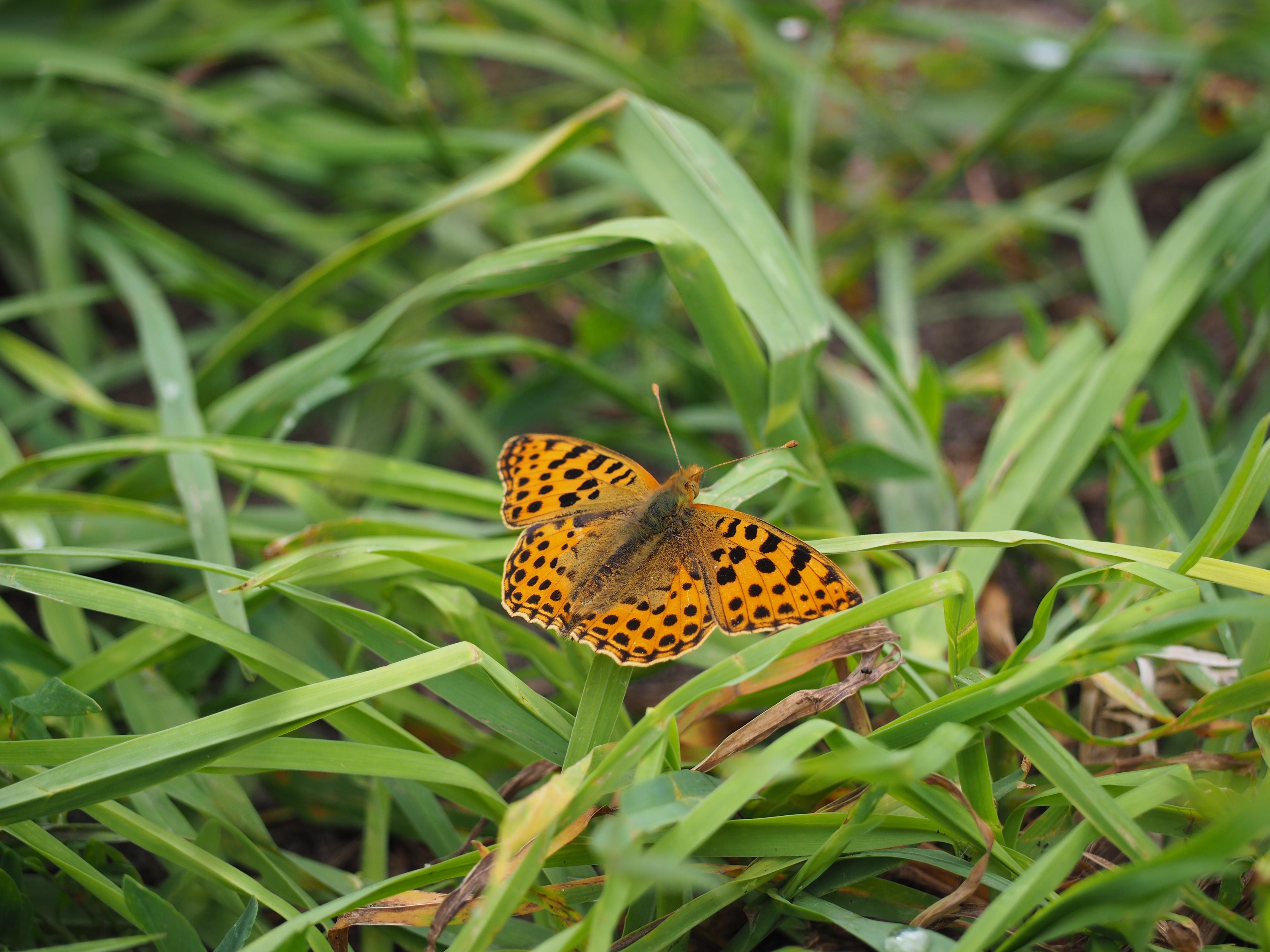 Polygonia C-album - the Comma | Scrolller