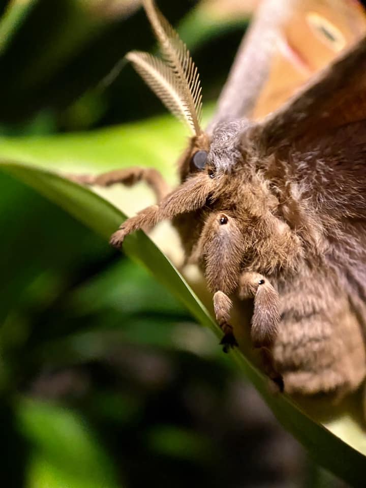Polyphemus moth sitting on a leaf | Scrolller