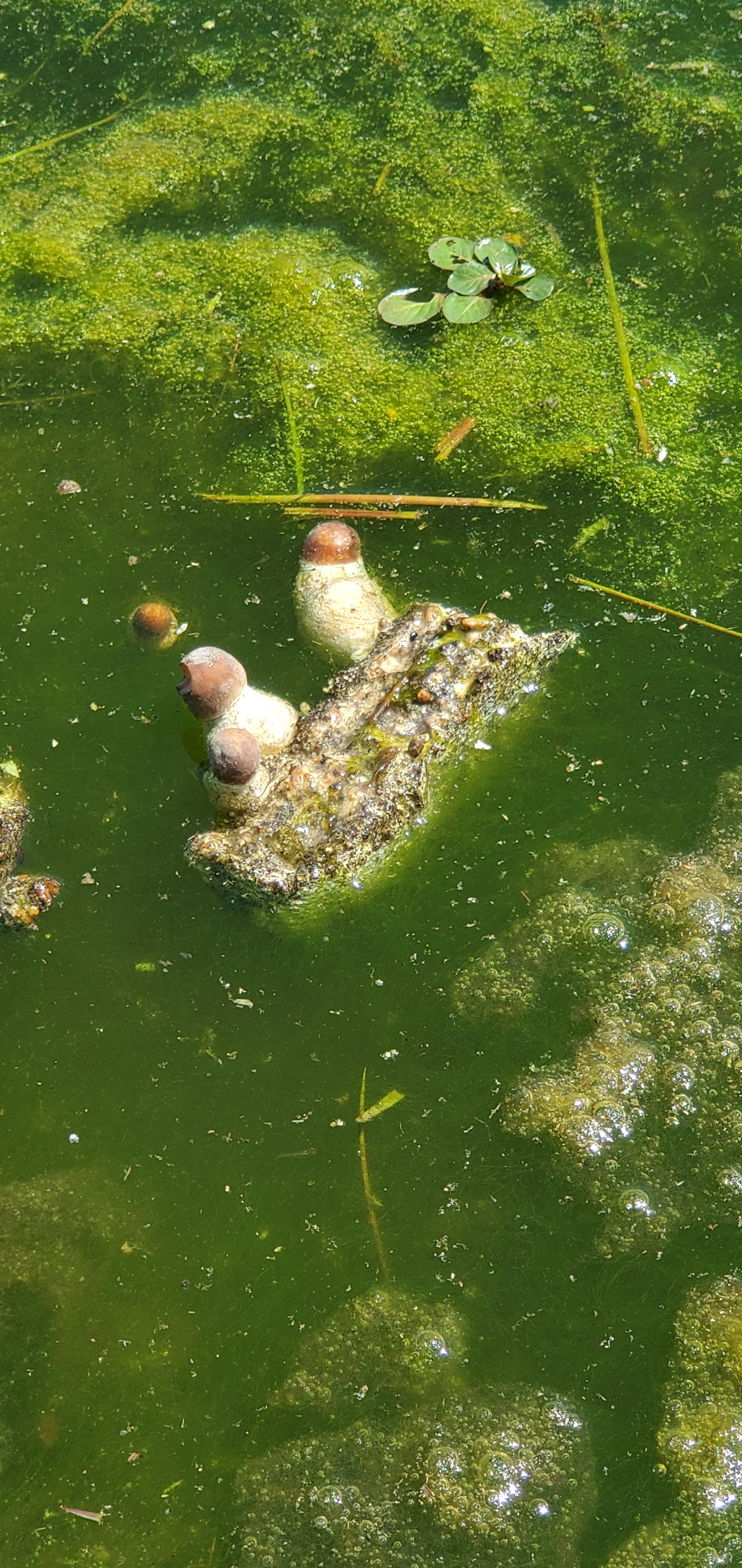 Pond Tek | Scrolller