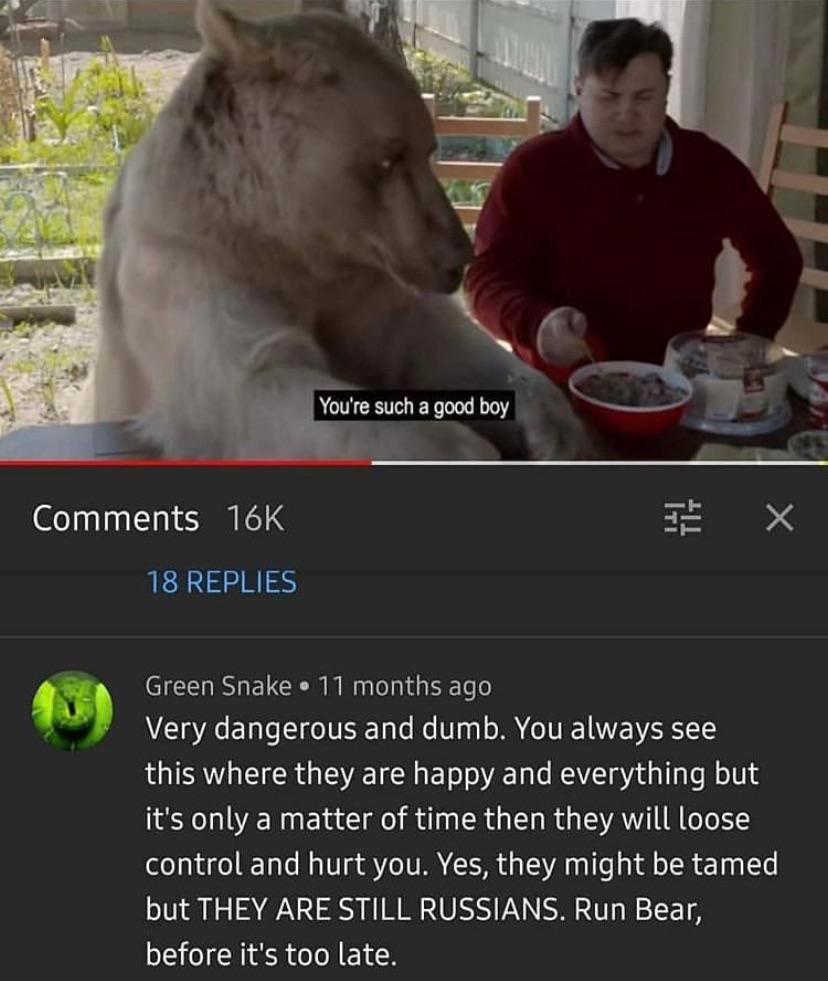 Poor bear :( | Scrolller