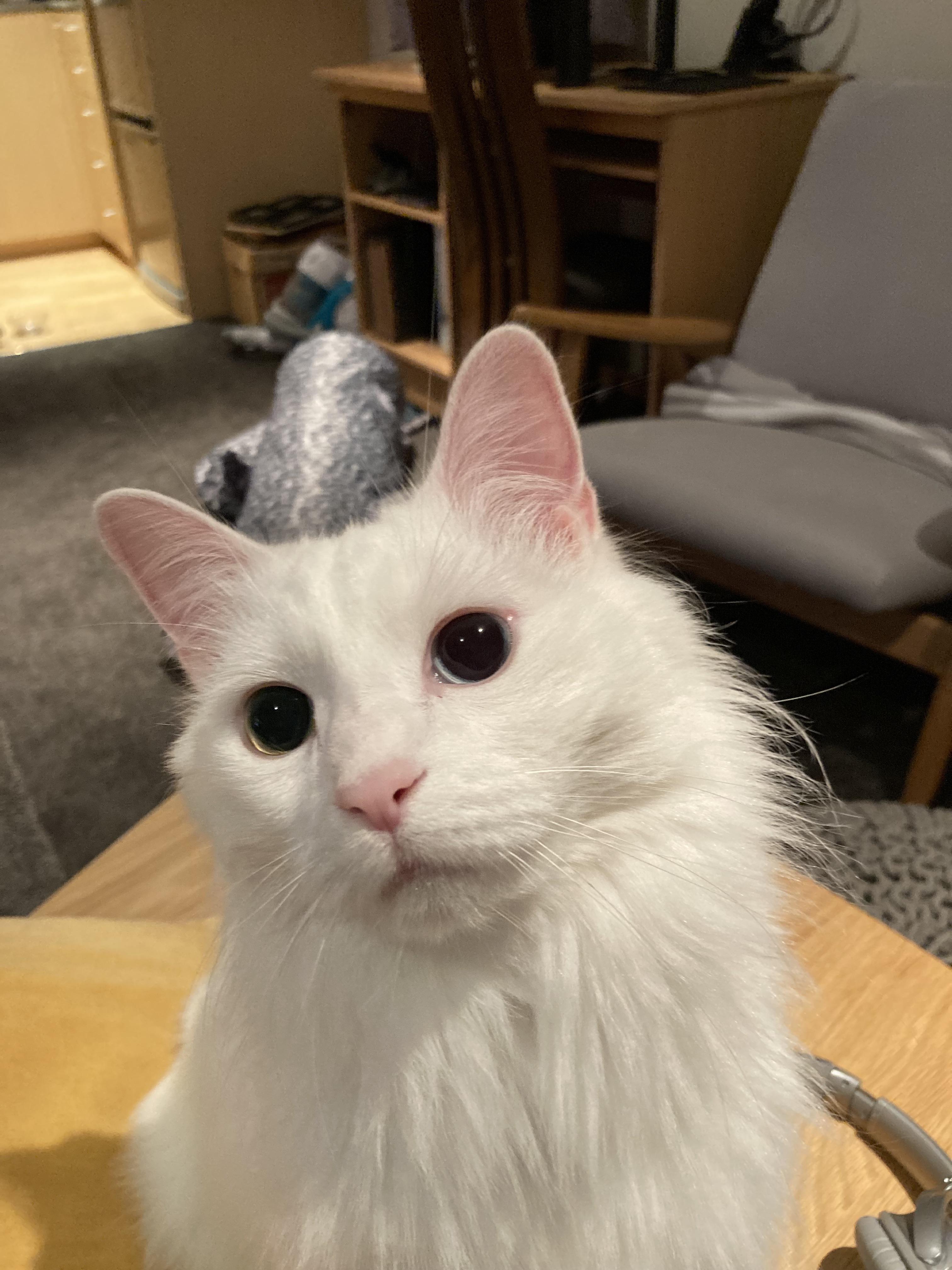 Poor Lulu Has A Suspected Uti So I Took Her To The Vet Tonight They