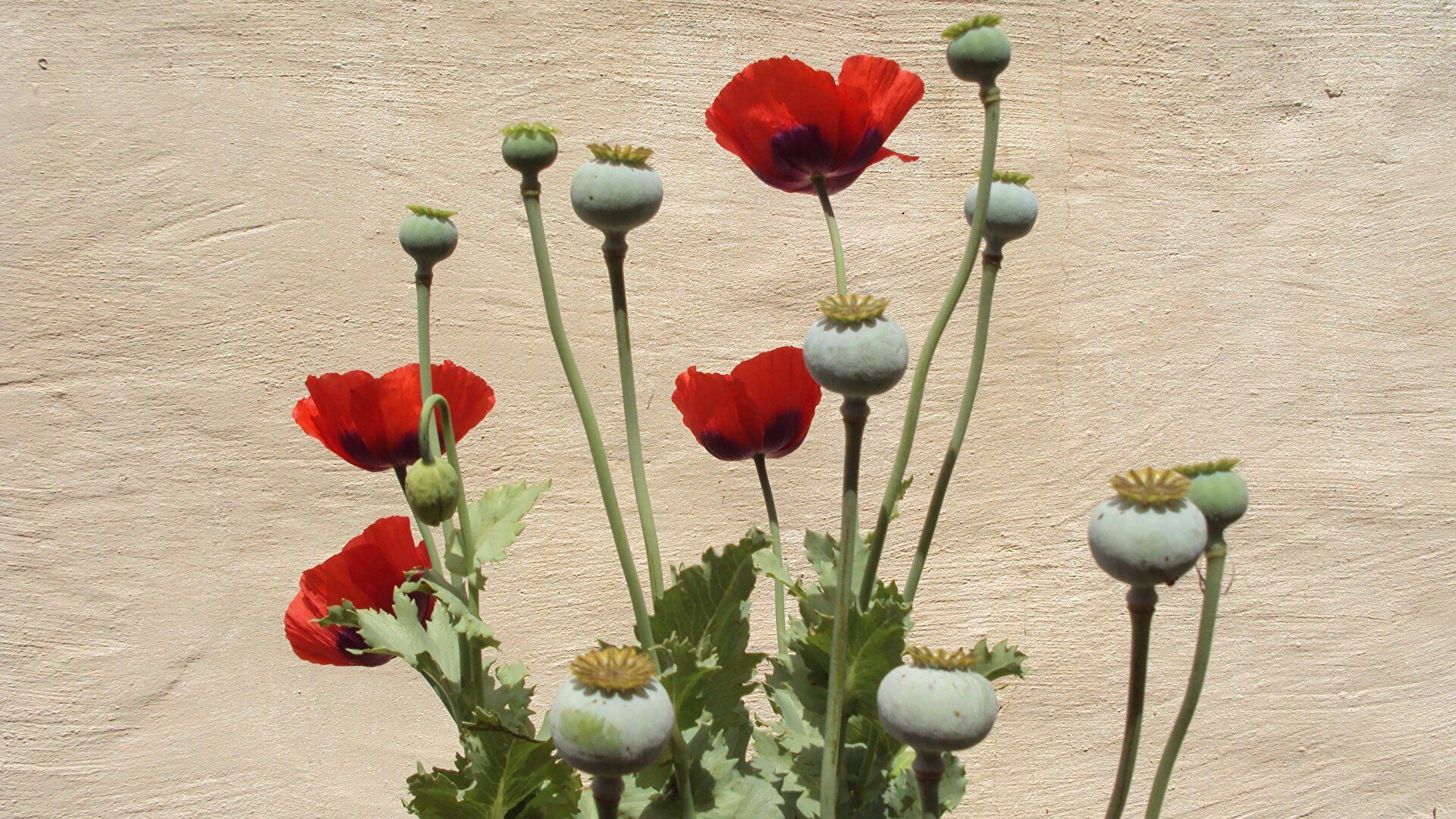 Poppies [1920 x 1080] | Scrolller