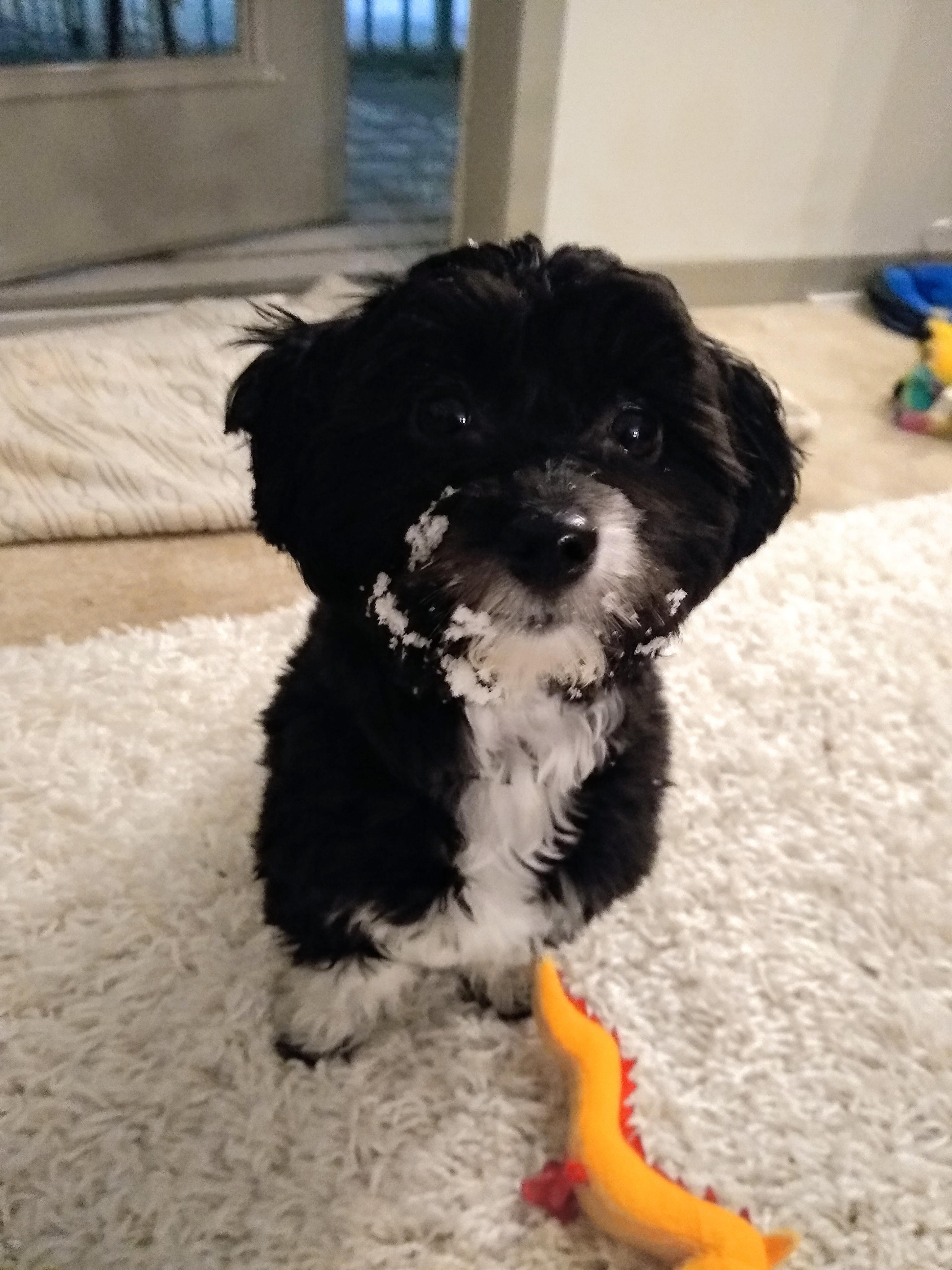 Poppy after her first snow experience | Scrolller