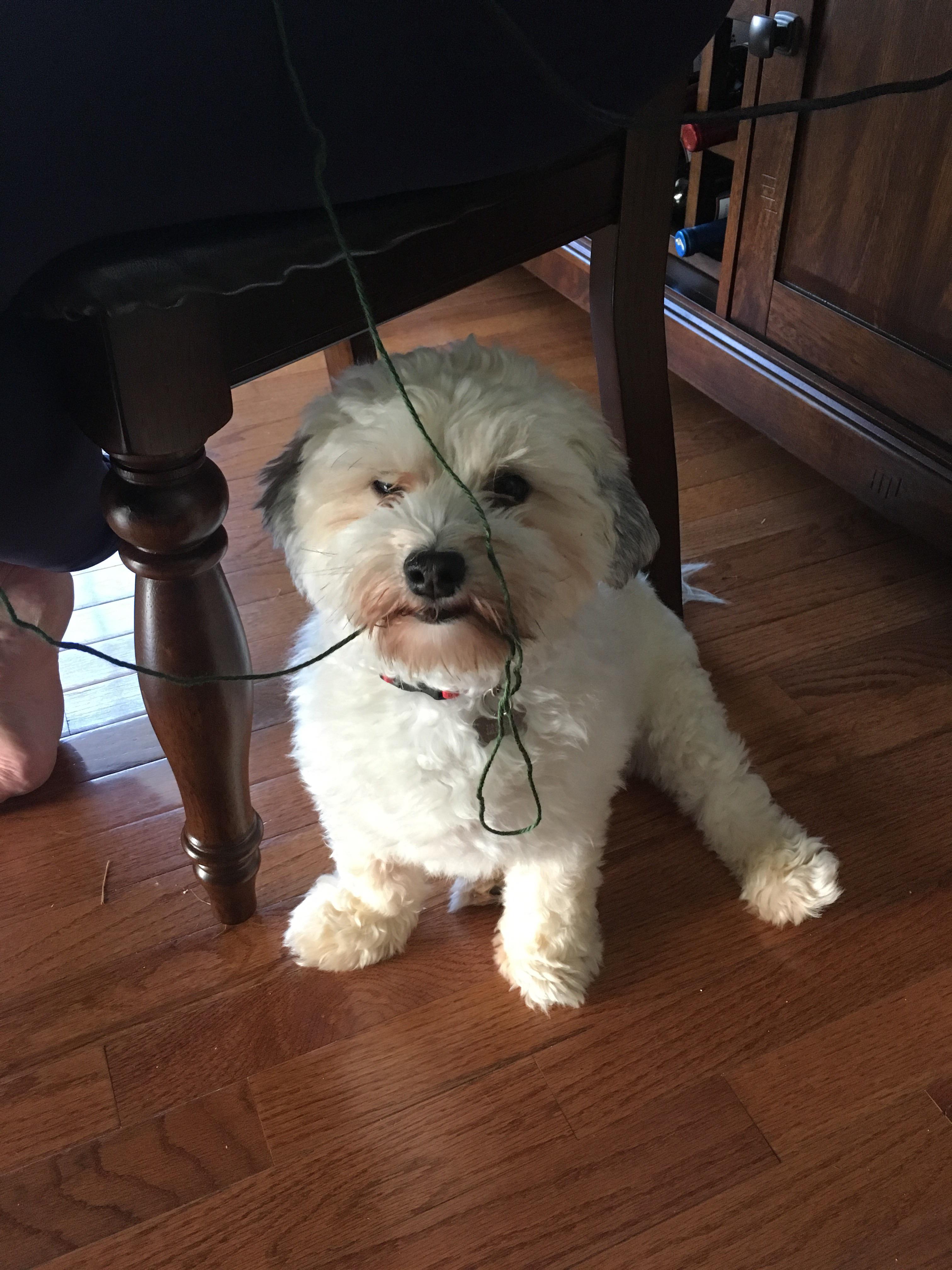 Poppy. Destroyer of scarfs. | Scrolller