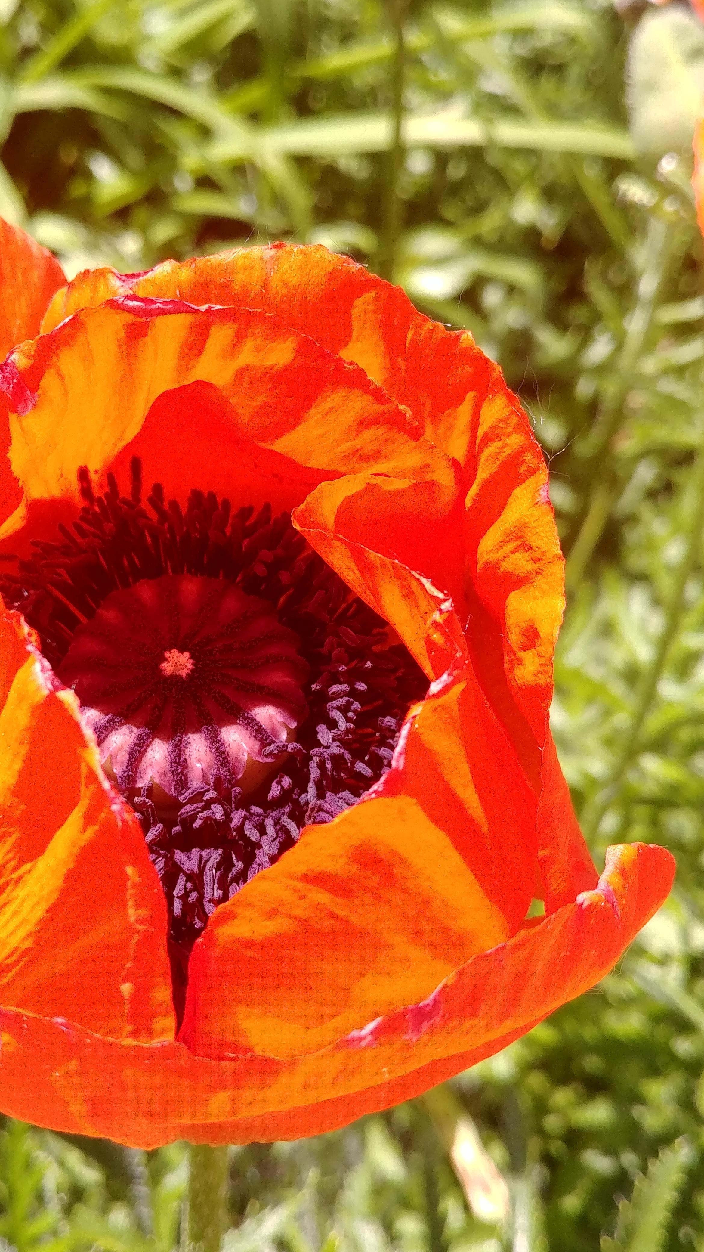 Poppy [oc] | Scrolller