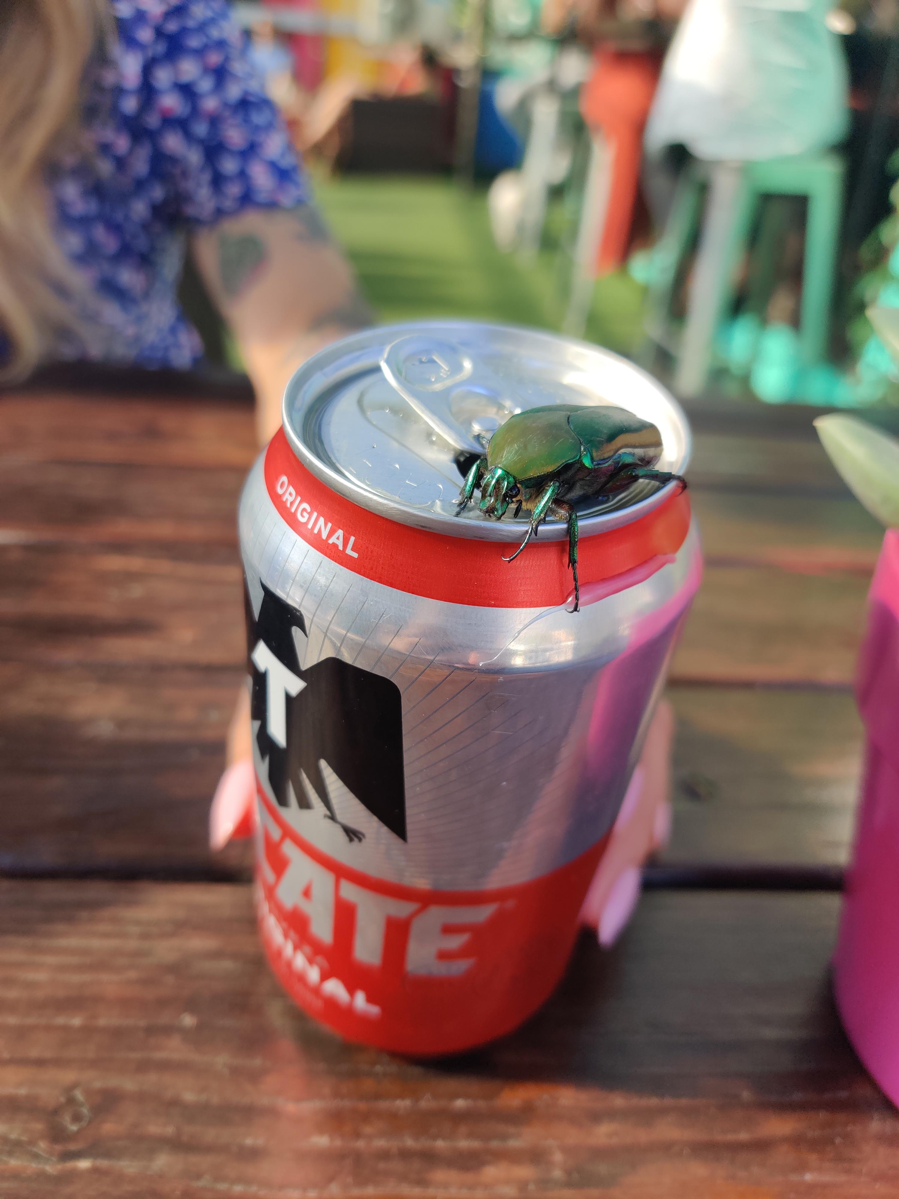 Portrait -June bug in beer. | Scrolller
