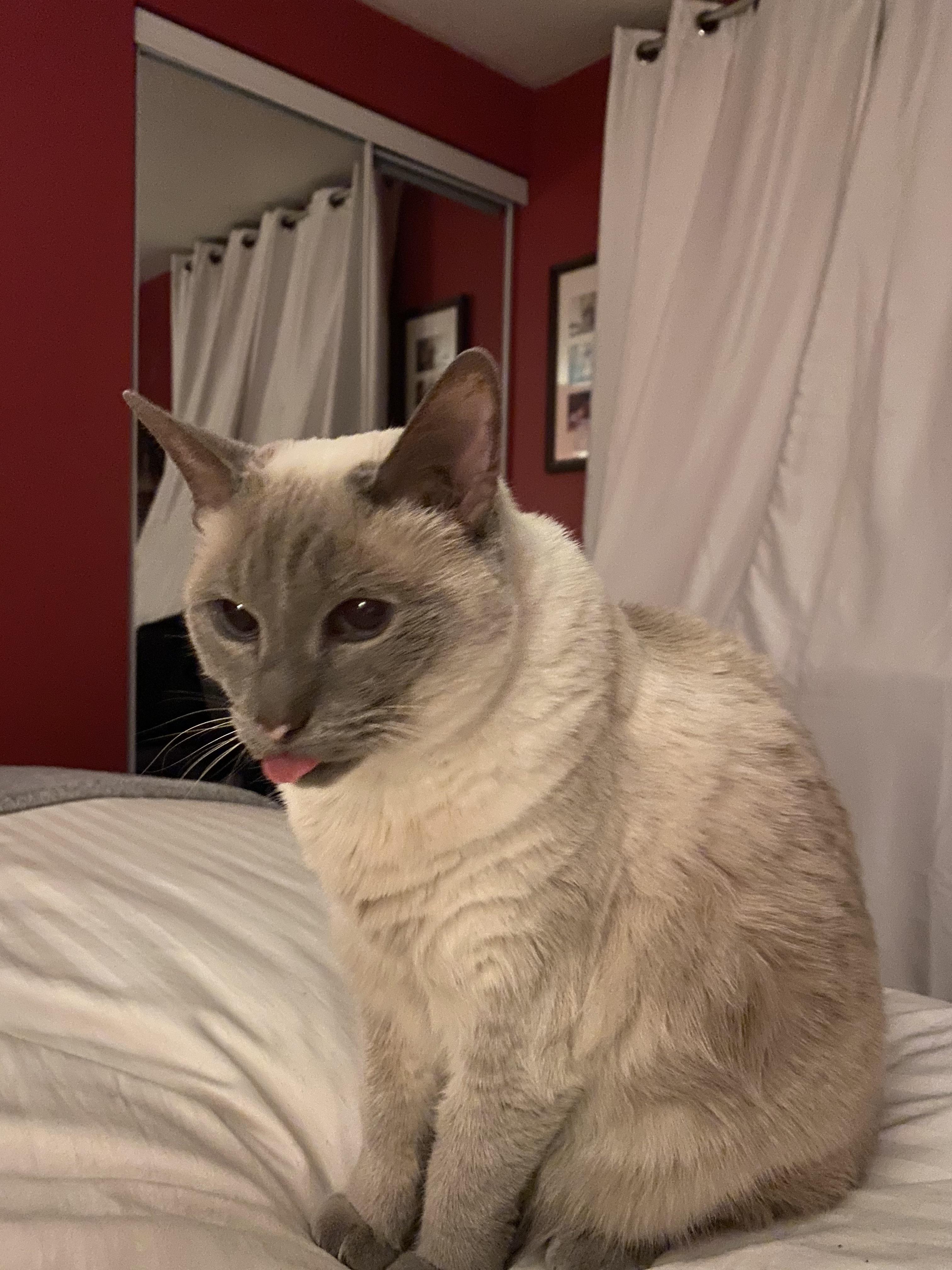 Post bath Blep | Scrolller