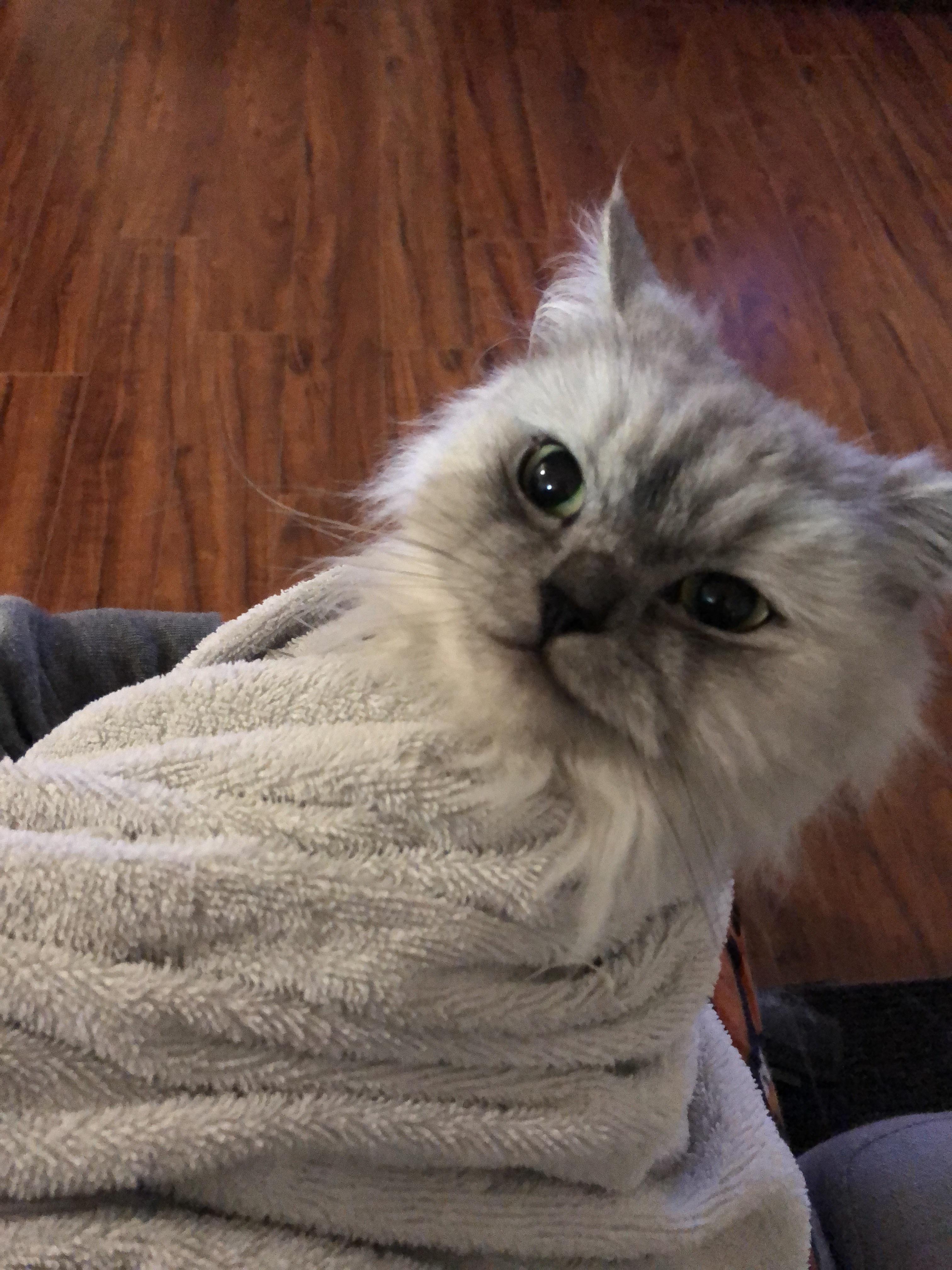 Post-bathtime purrito | Scrolller